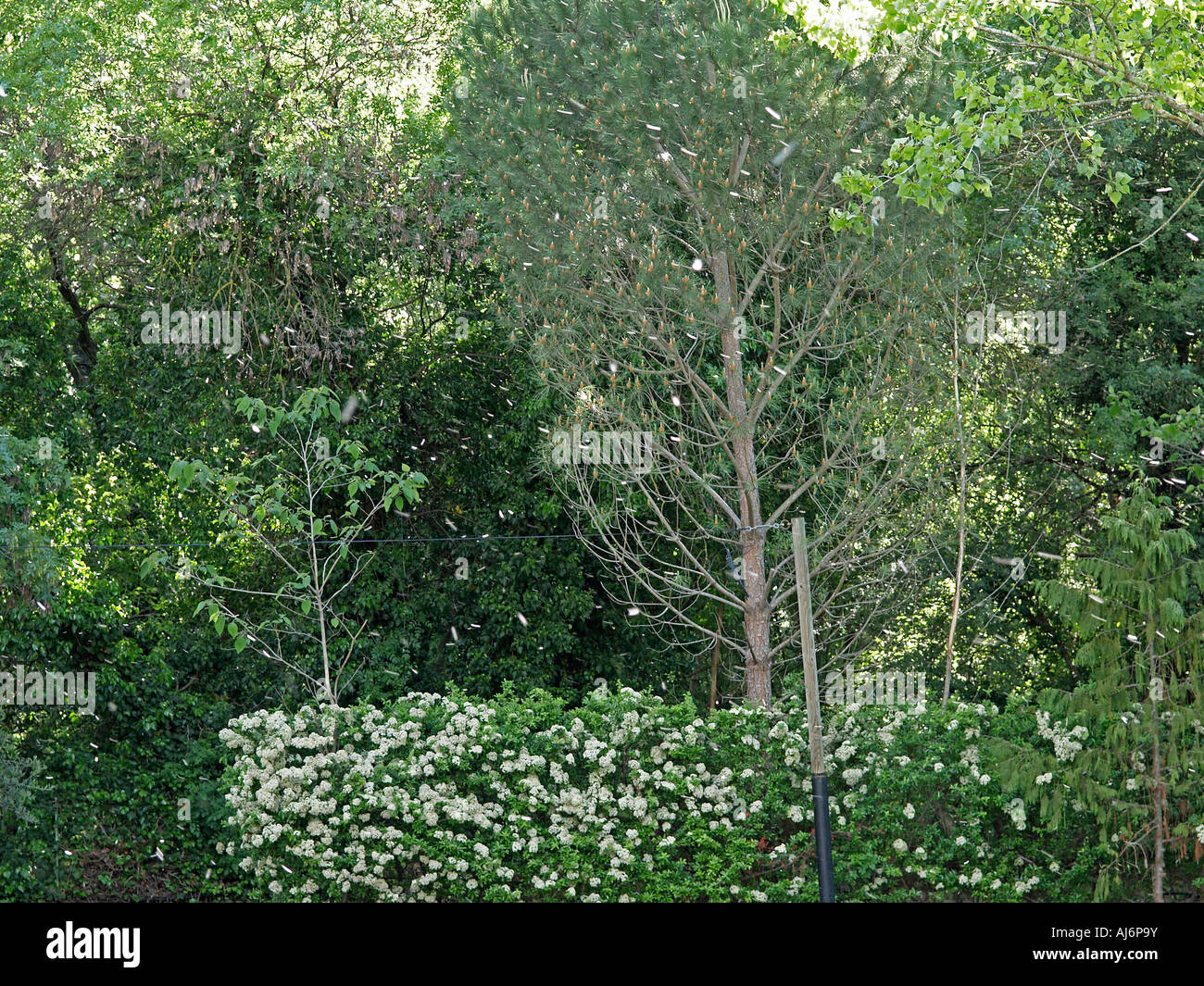 dust from pollen of trees of poplar populus Stock Photo - Alamy