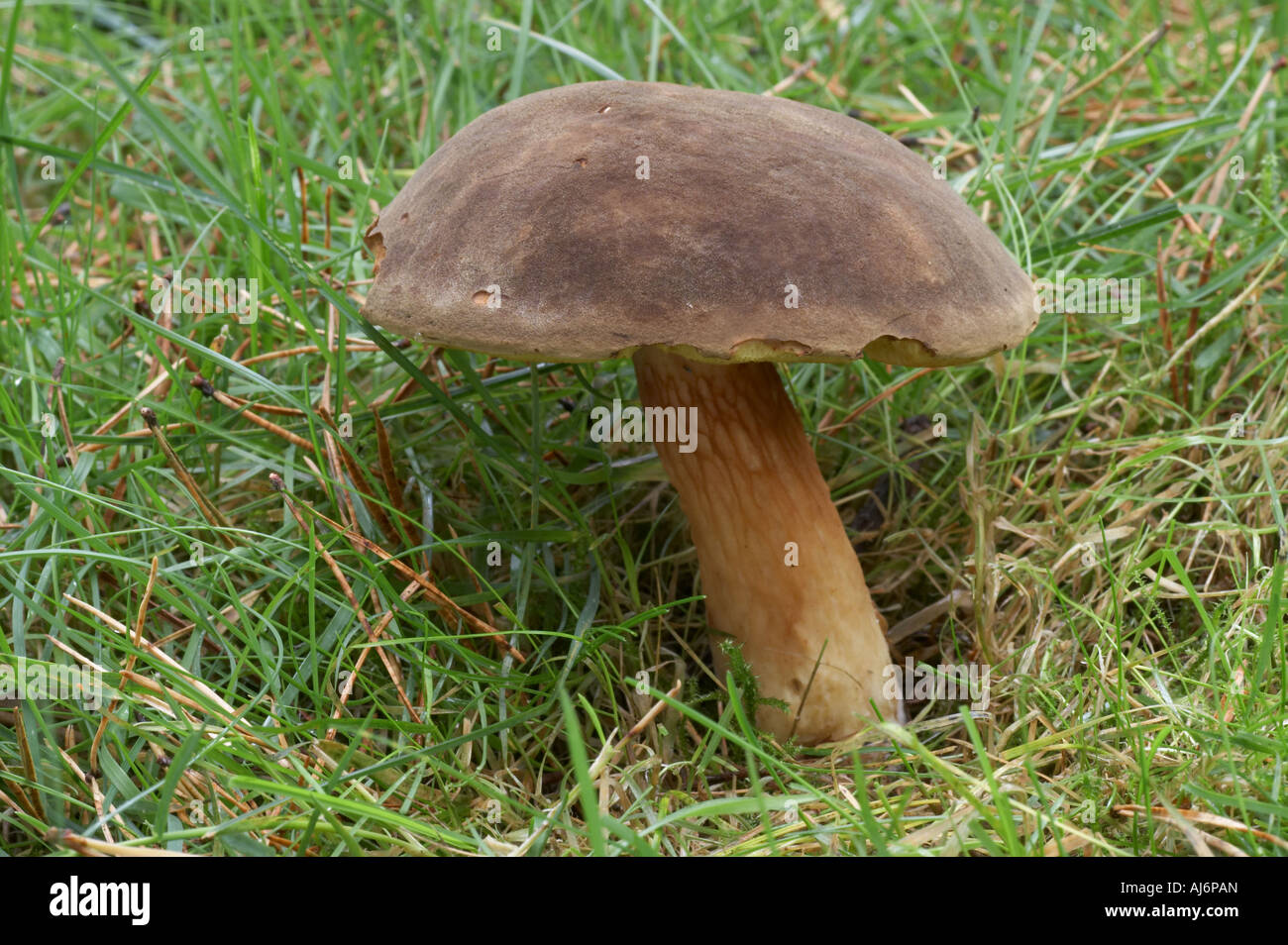Suede bolete hi-res stock photography and images - Alamy