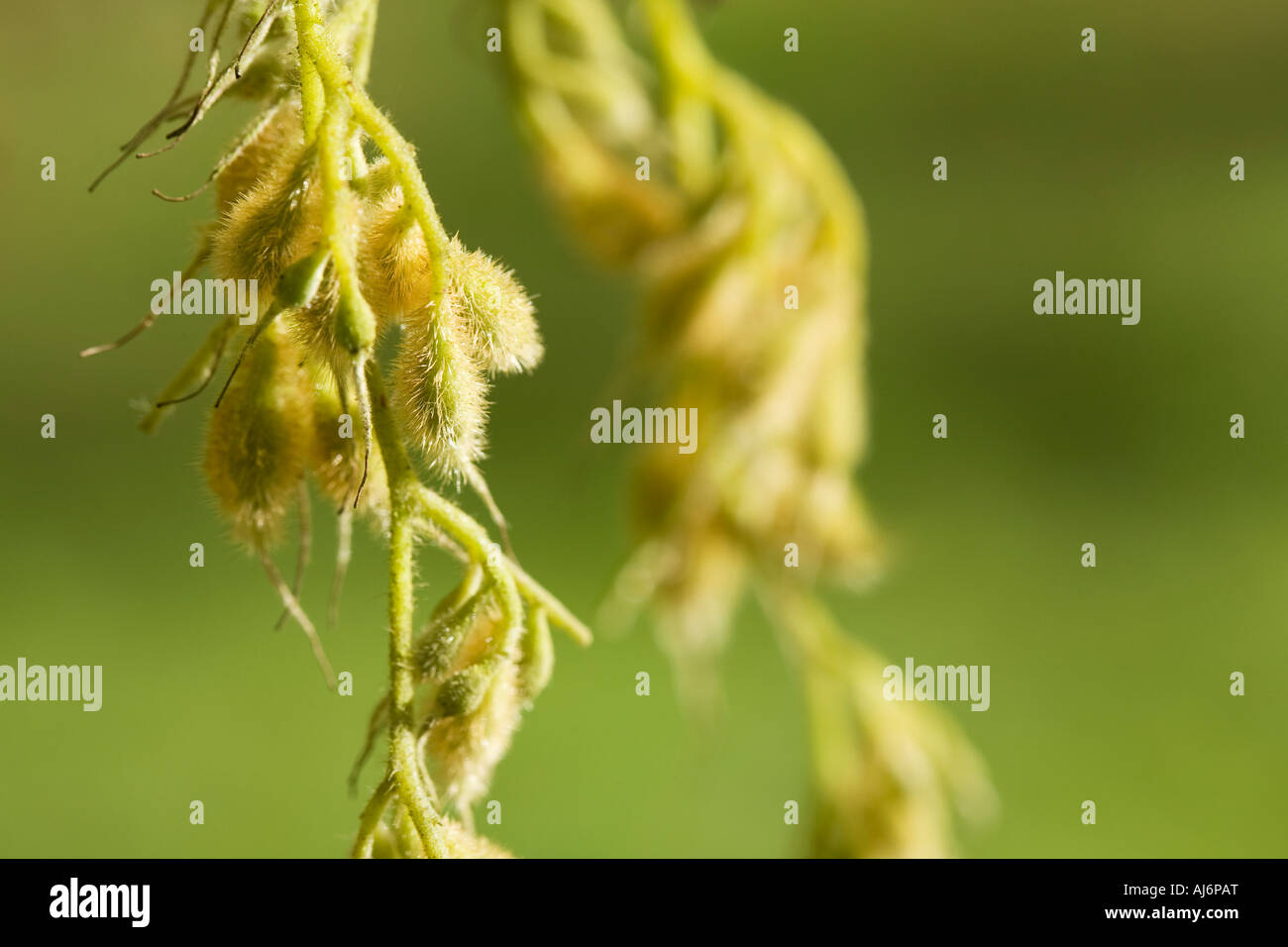 Epaulette hi-res stock photography and images - Alamy