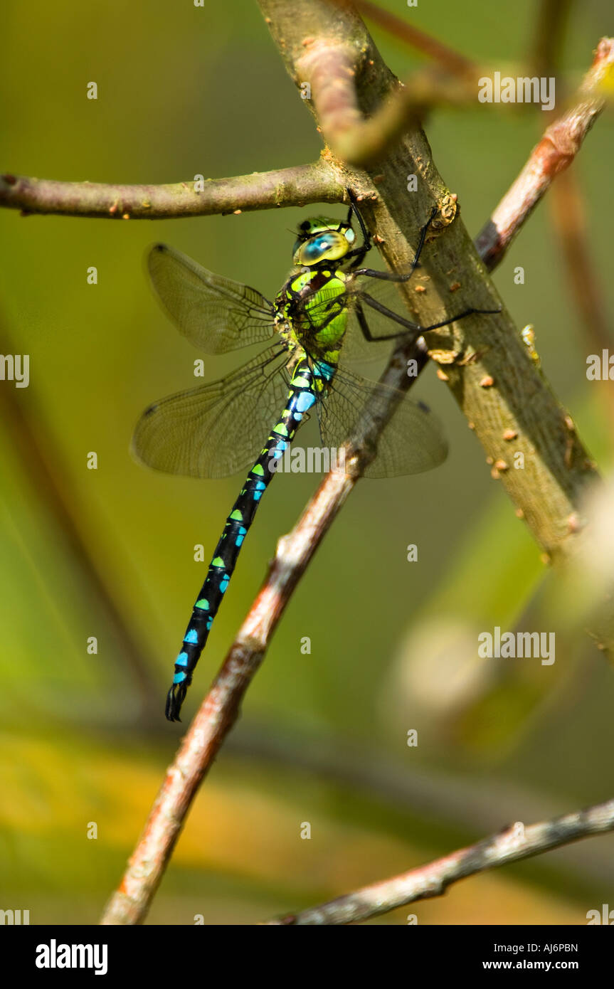 Southern Hawker Aeshna cyanea male aka the Blue Darner Stock Photo - Alamy