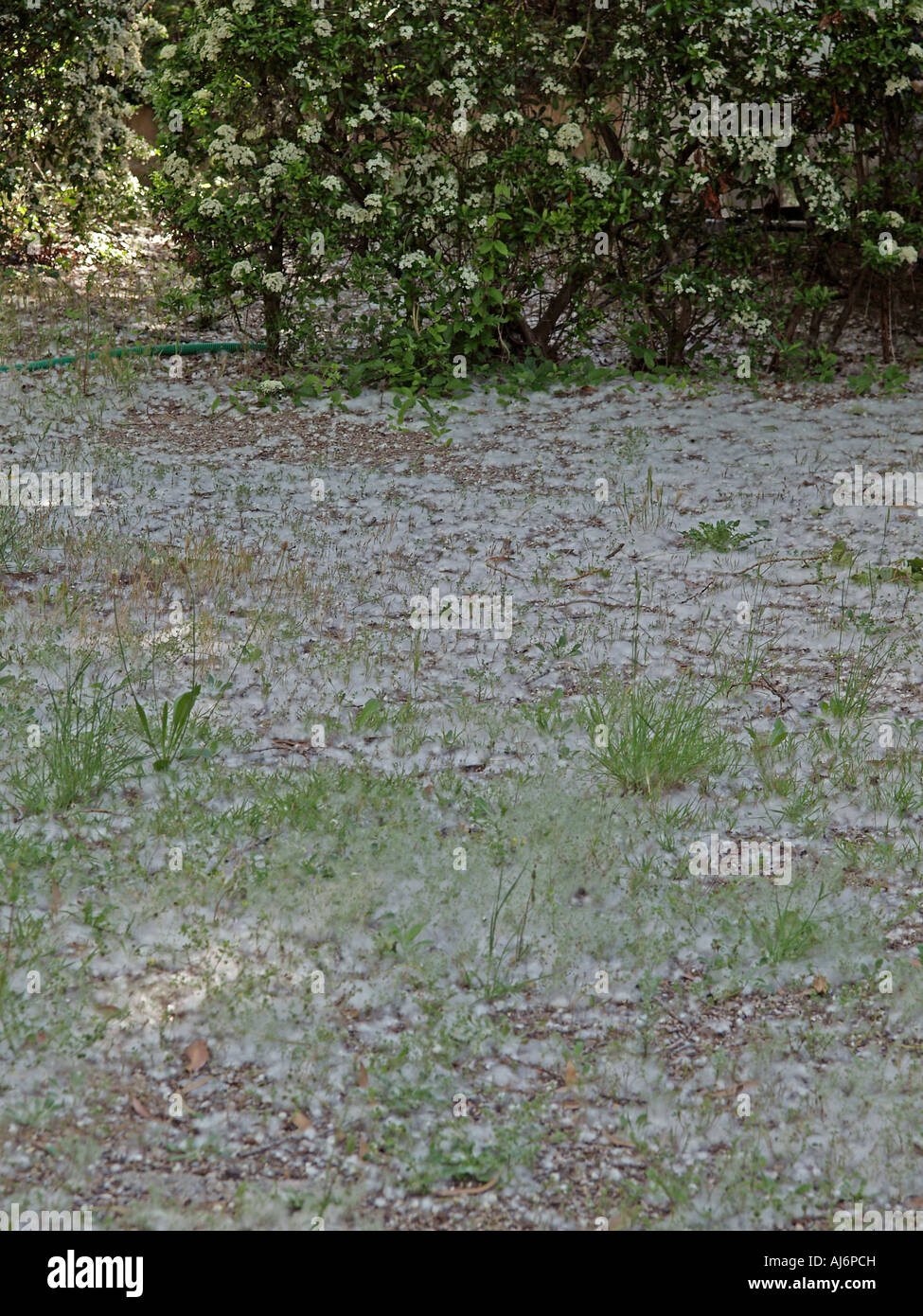 Poplar Tree Pollen High Resolution Stock Photography and Images - Alamy