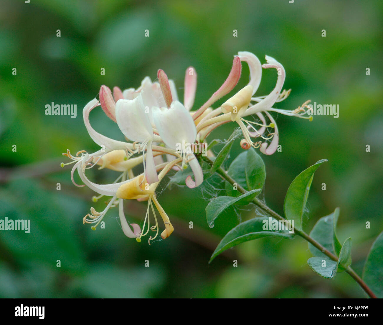 Flower honeysuckle lonicera hi-res stock photography and images - Alamy
