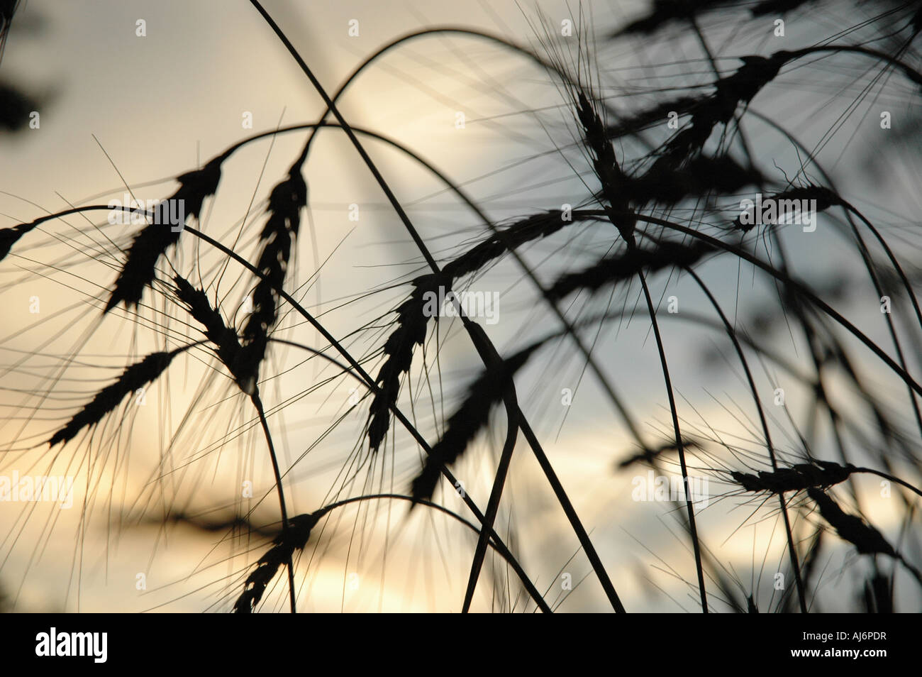 Grains in the sunset Stock Photo - Alamy