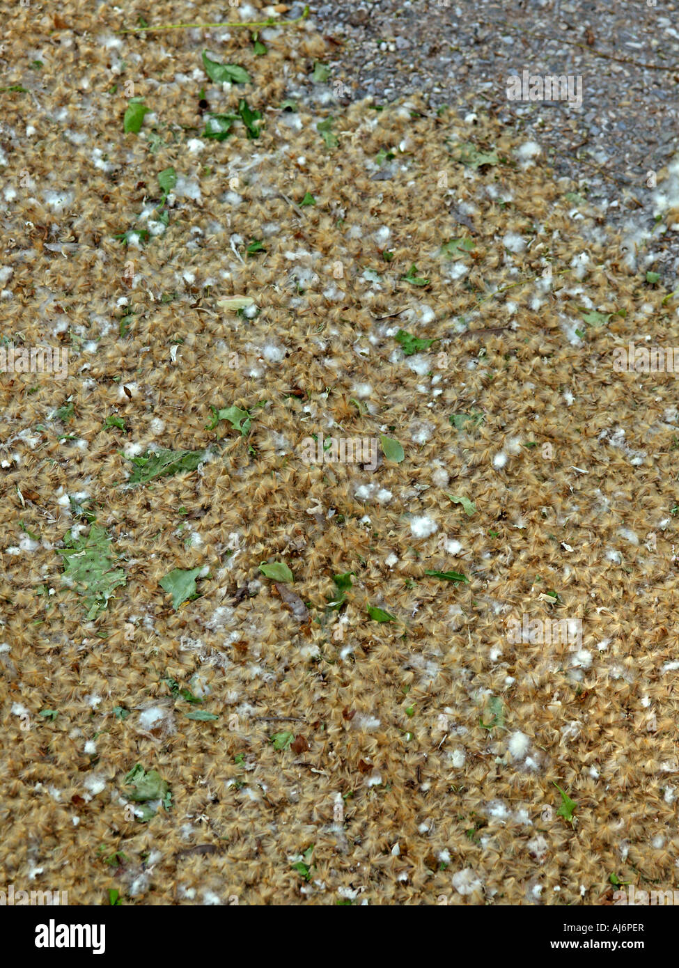 Dust pollen hi-res stock photography and images - Alamy