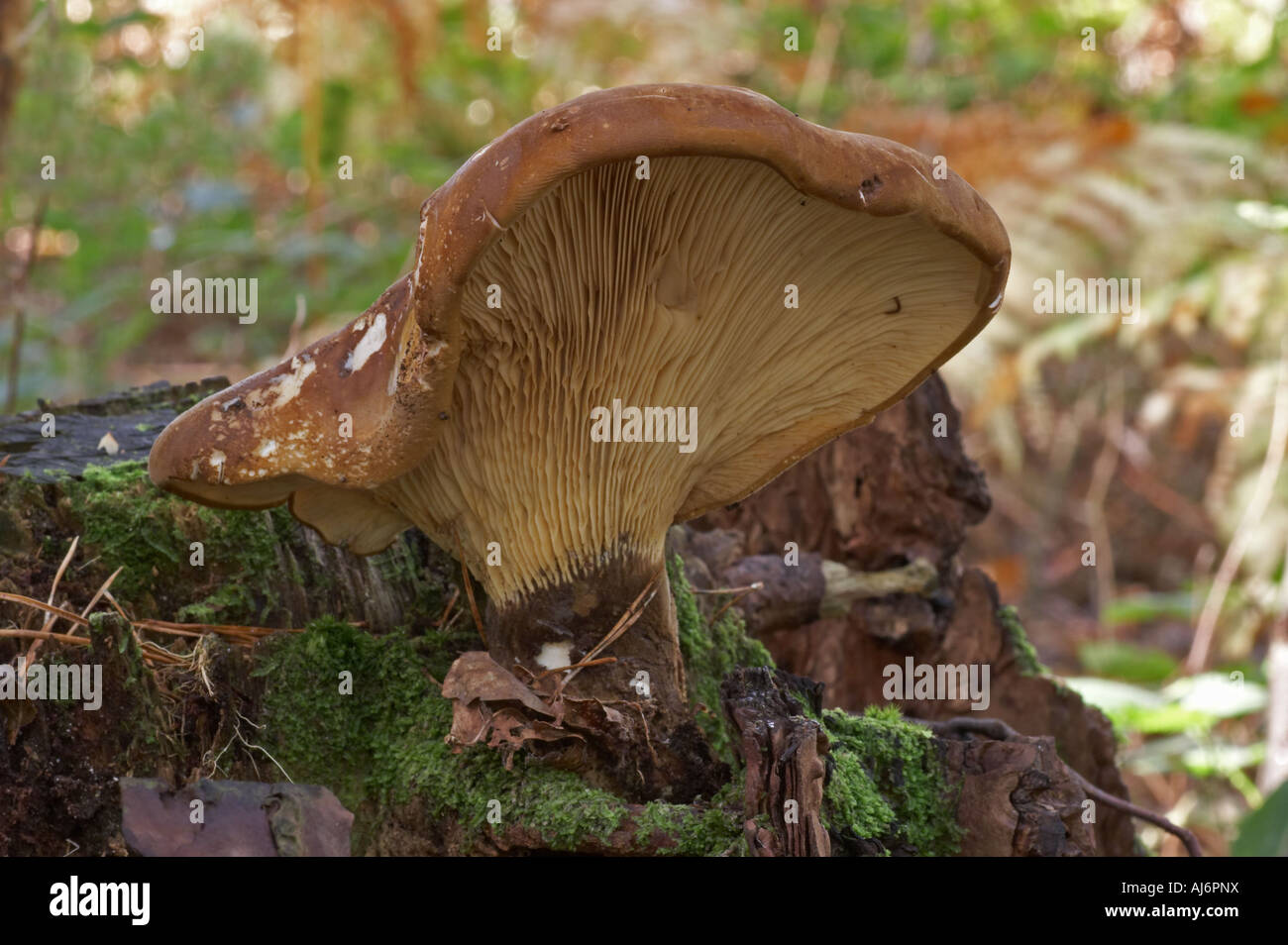 Velvet Footed Paxillus - Tapinella ( Paxillus ) atromentosa Stock Photo ...