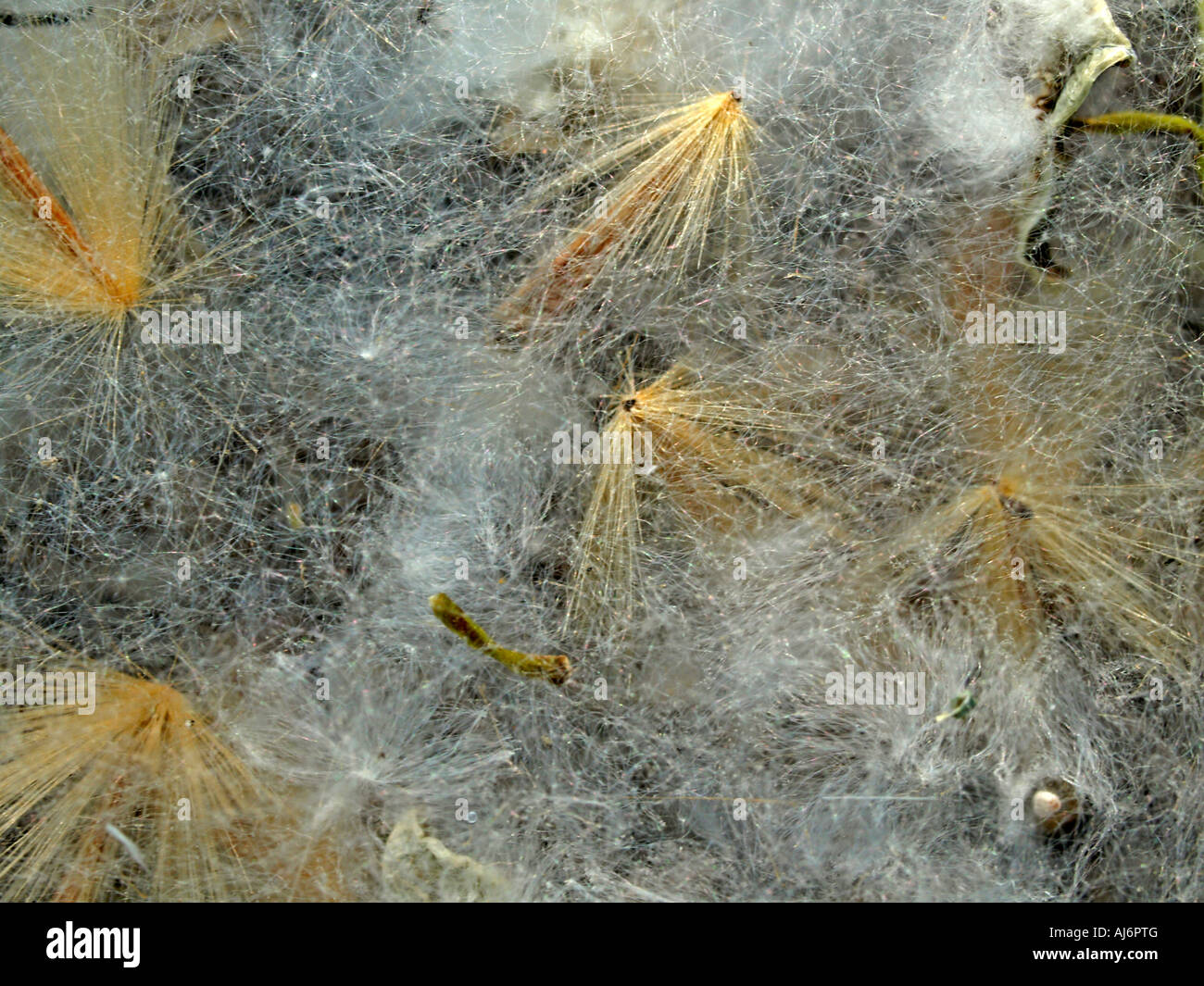 dust from pollen and seeds Stock Photo - Alamy