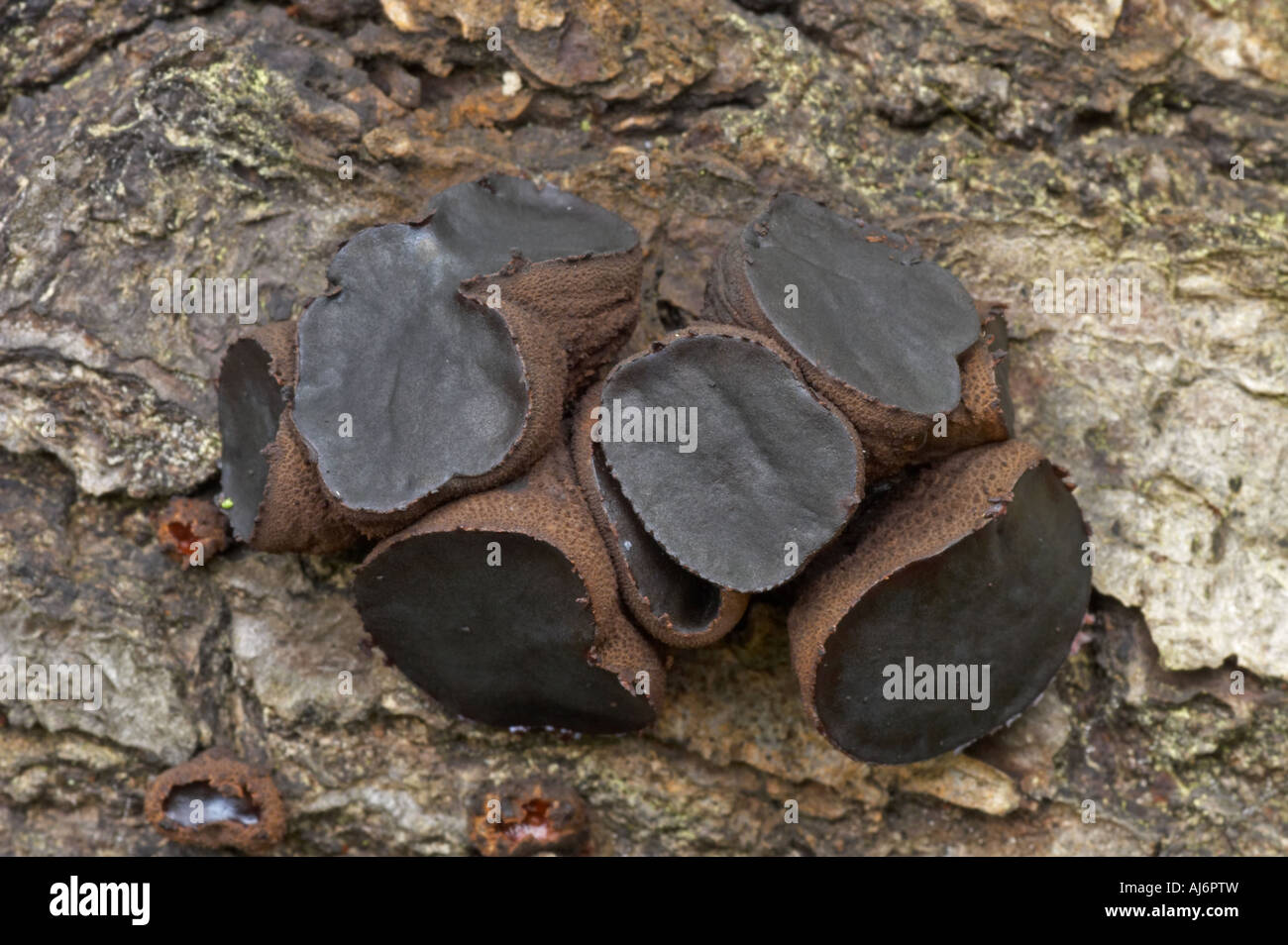 Black bulgar fungi hi-res stock photography and images - Alamy