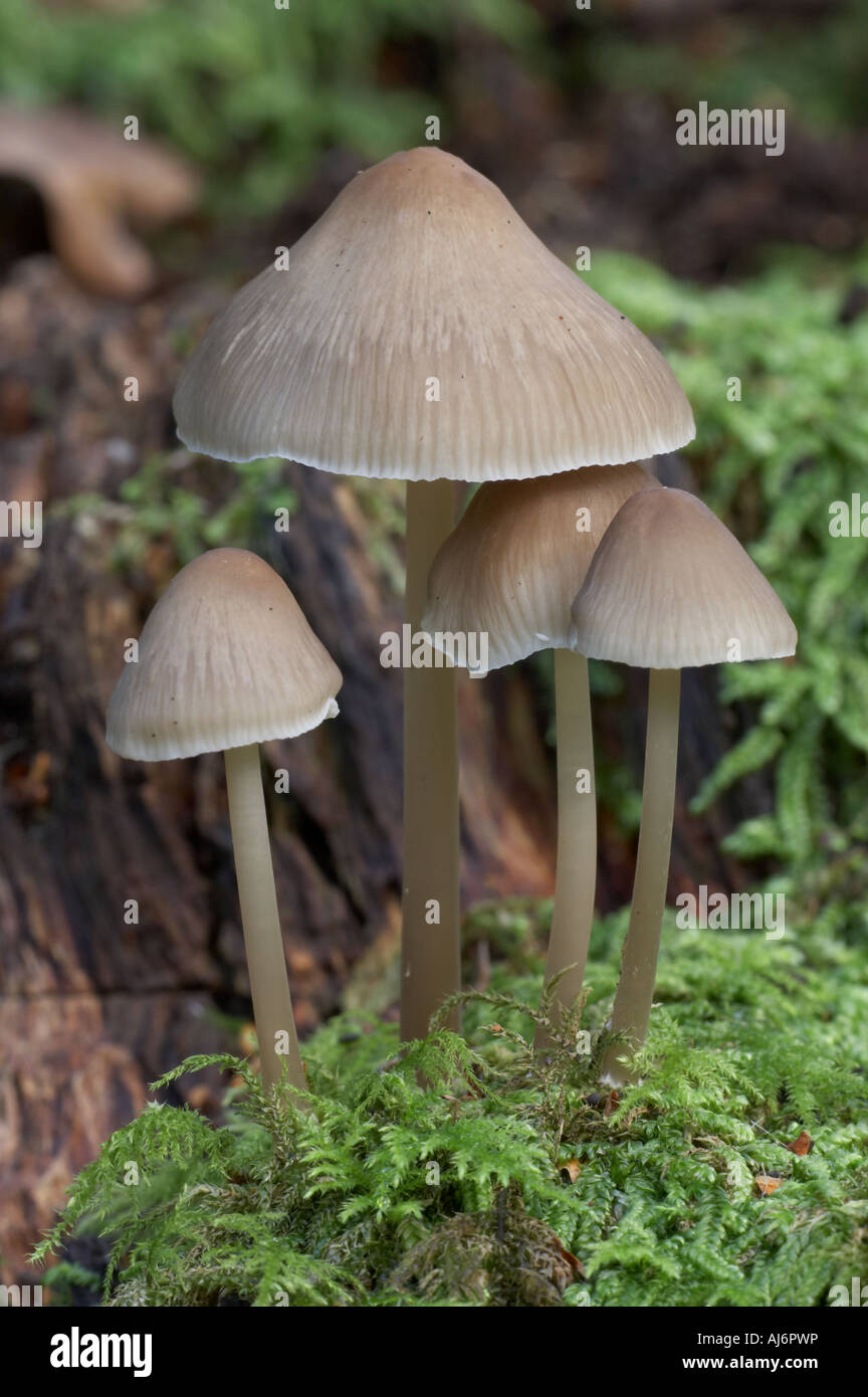 Common Bonnet - Mycena galericulata Stock Photo - Alamy