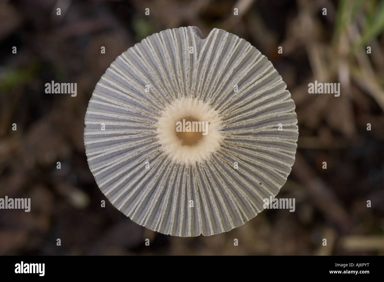 Inc Cap - Coprinus leiocephalus Stock Photo - Alamy