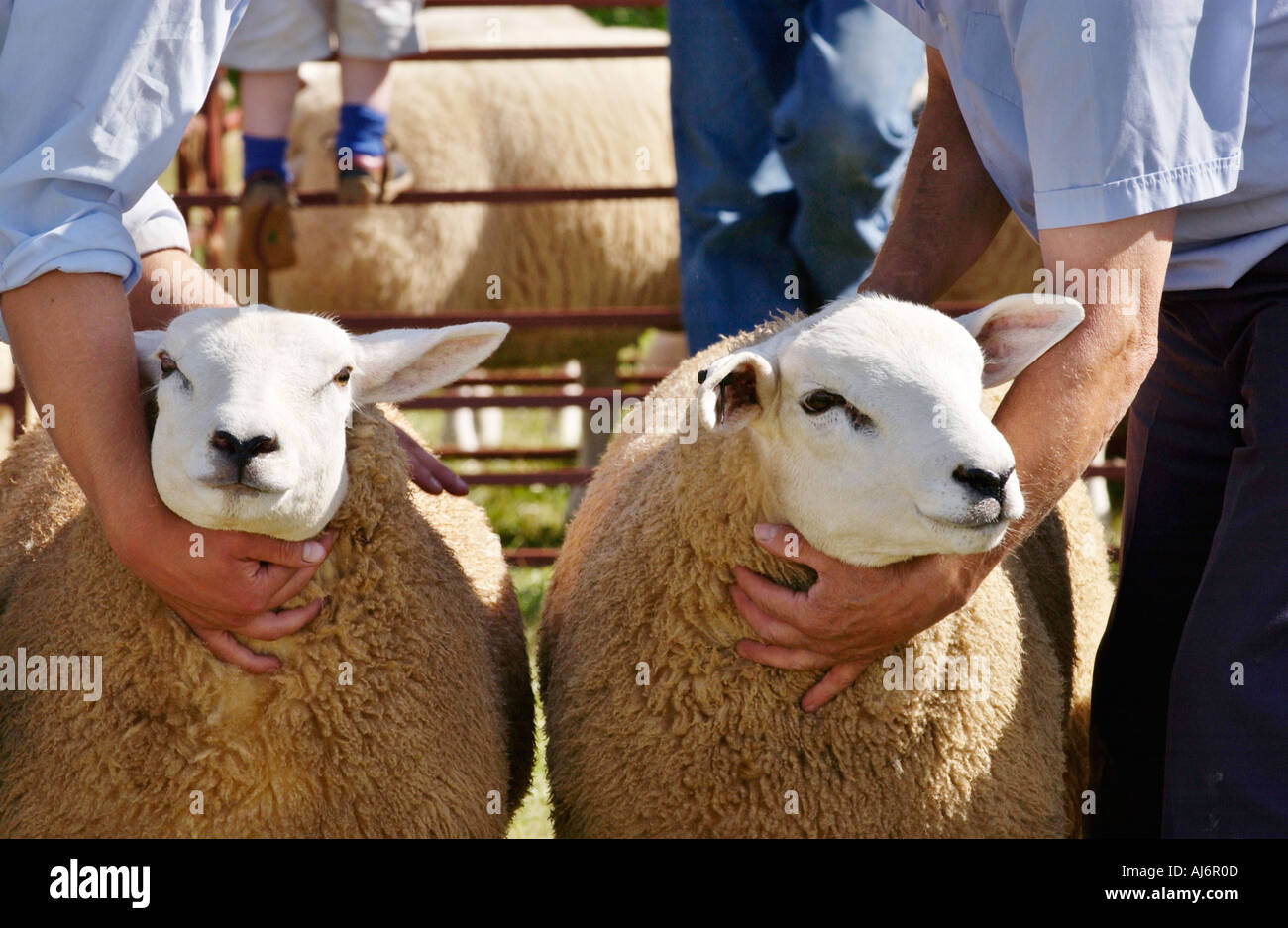 Show sheep hi-res stock photography and images - Alamy