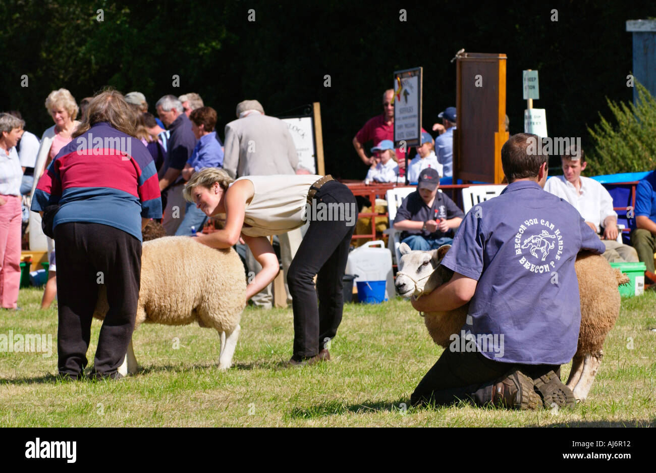 Female judge judging sheep at Llanfihangel Talyllyn Agricultural Show ...