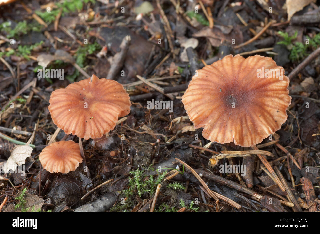 Twisted Deceiver - Laccaria tortilis Stock Photo - Alamy
