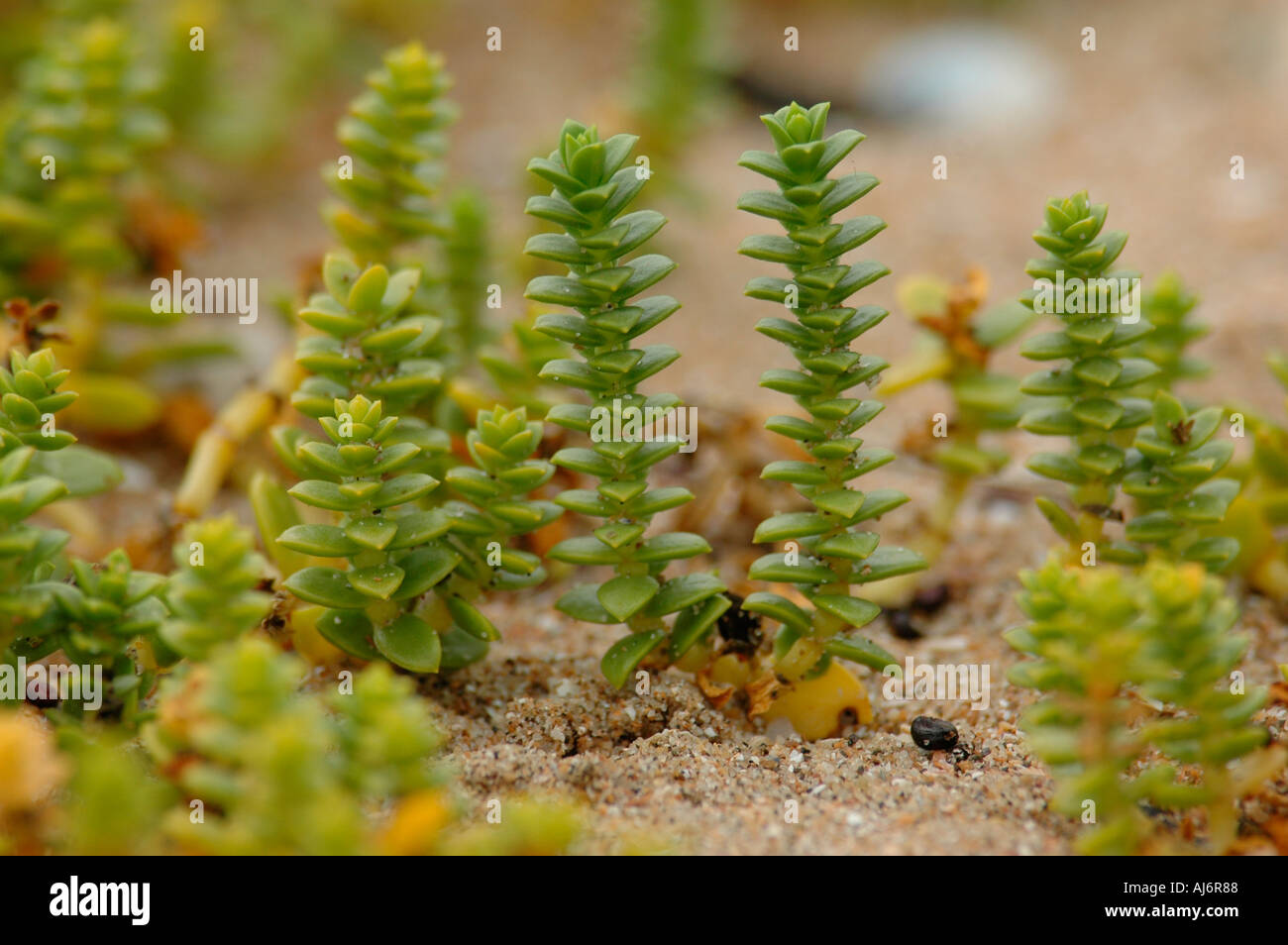 A succulent plant growing in the sand on the beach Stock Photo - Alamy