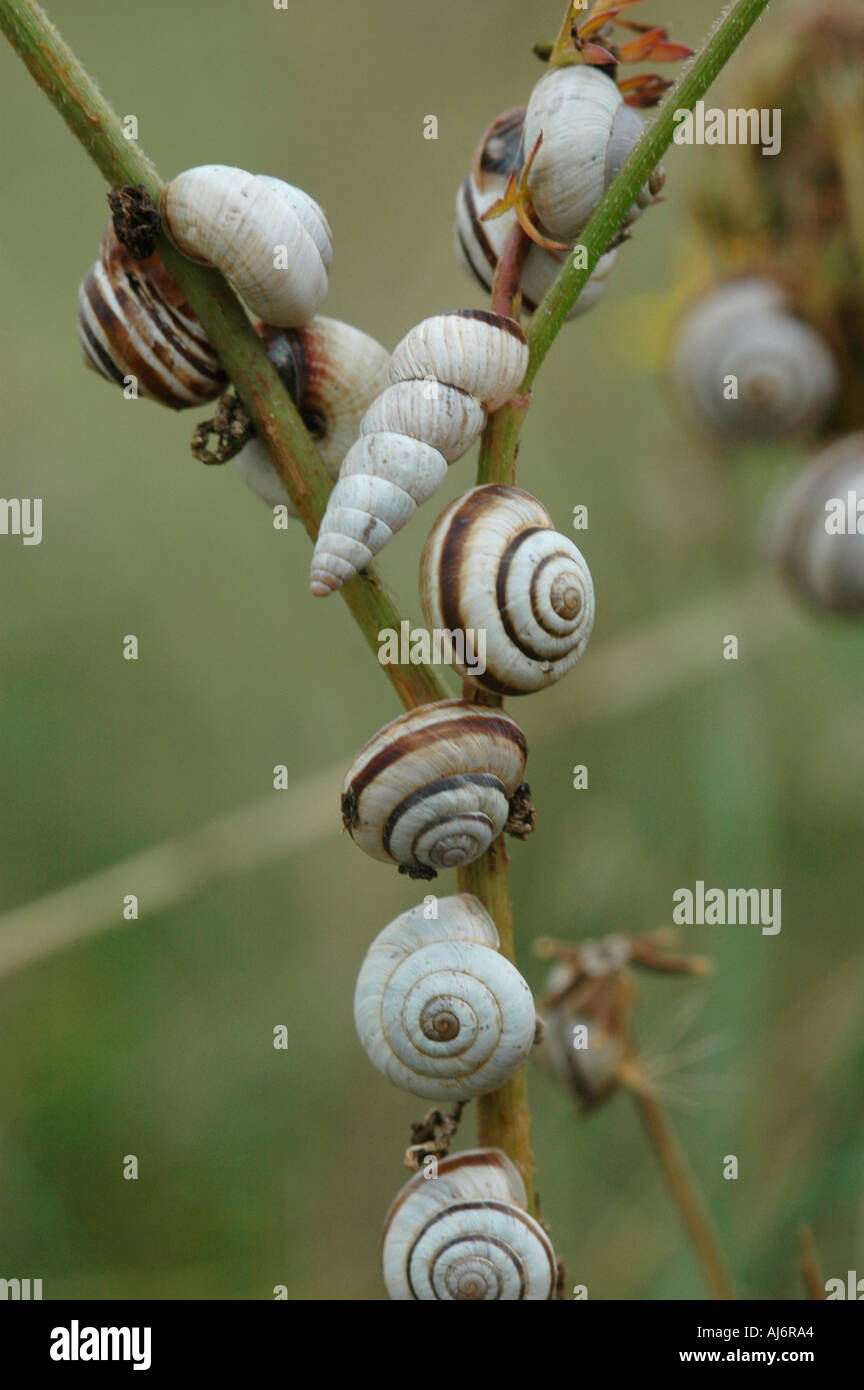Land snails variety hi-res stock photography and images - Alamy