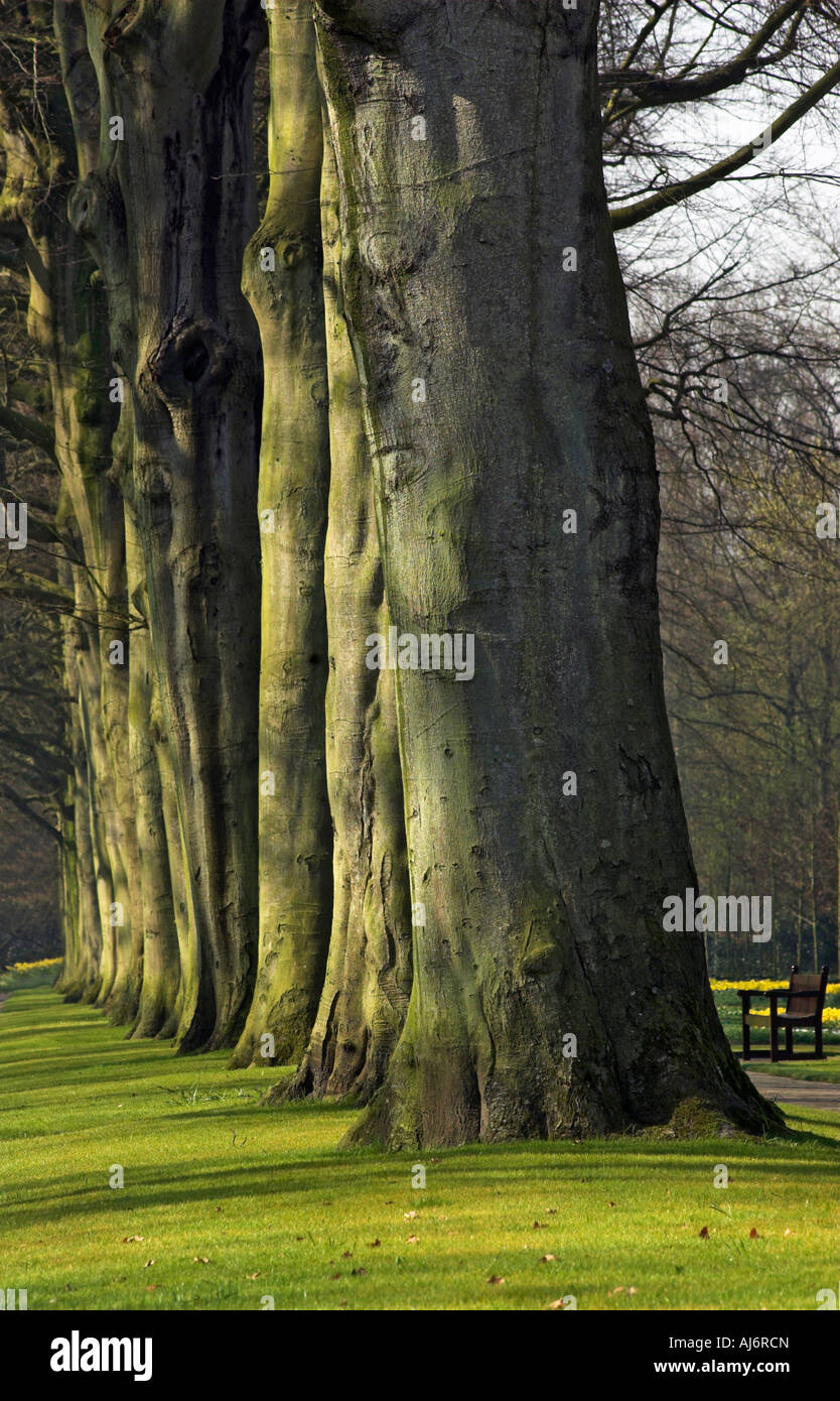 A row of mature beech trees in Keukenhof garden Stock Photo - Alamy