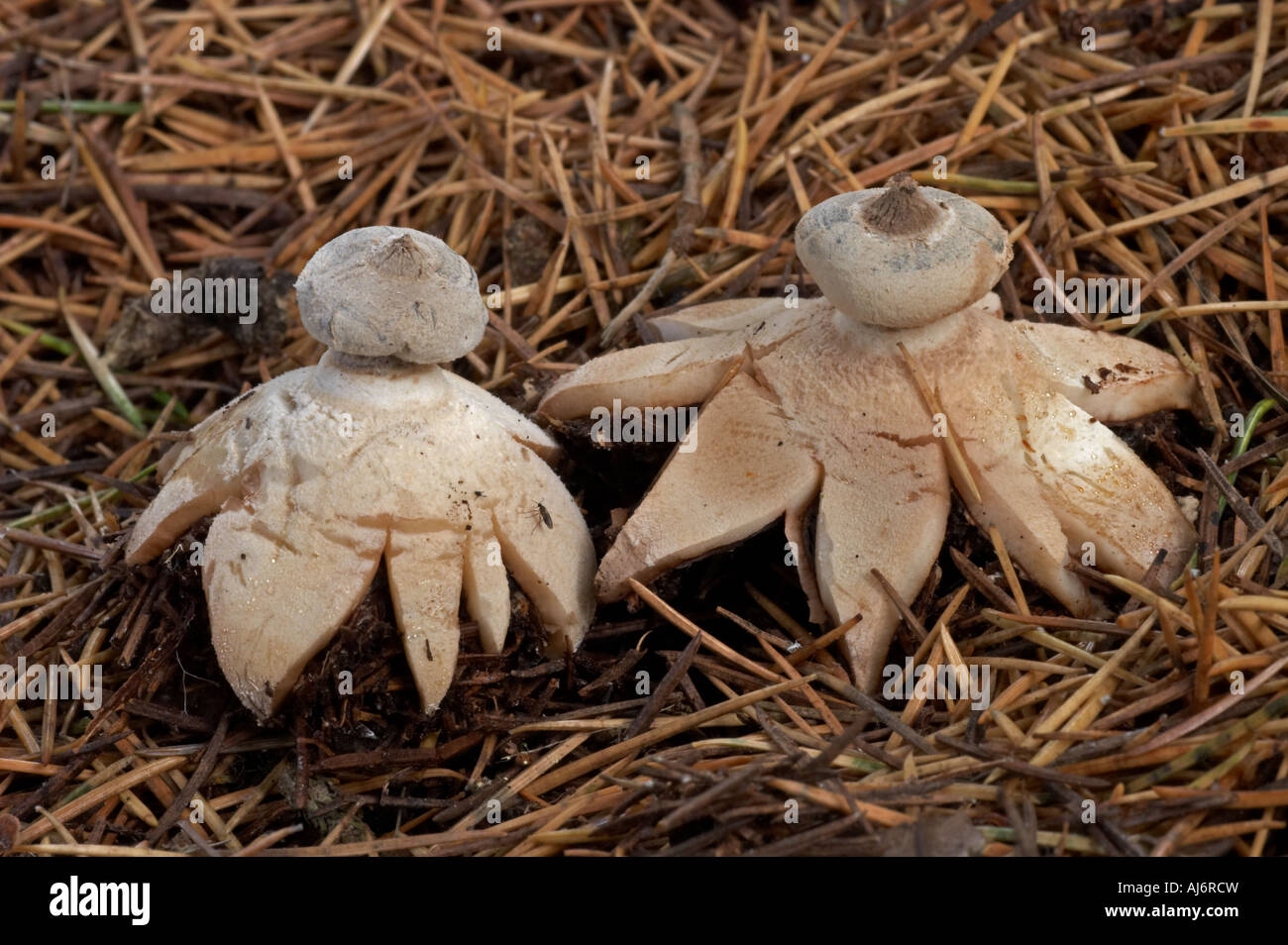 Earthstar - Geastrum striatum Stock Photo - Alamy