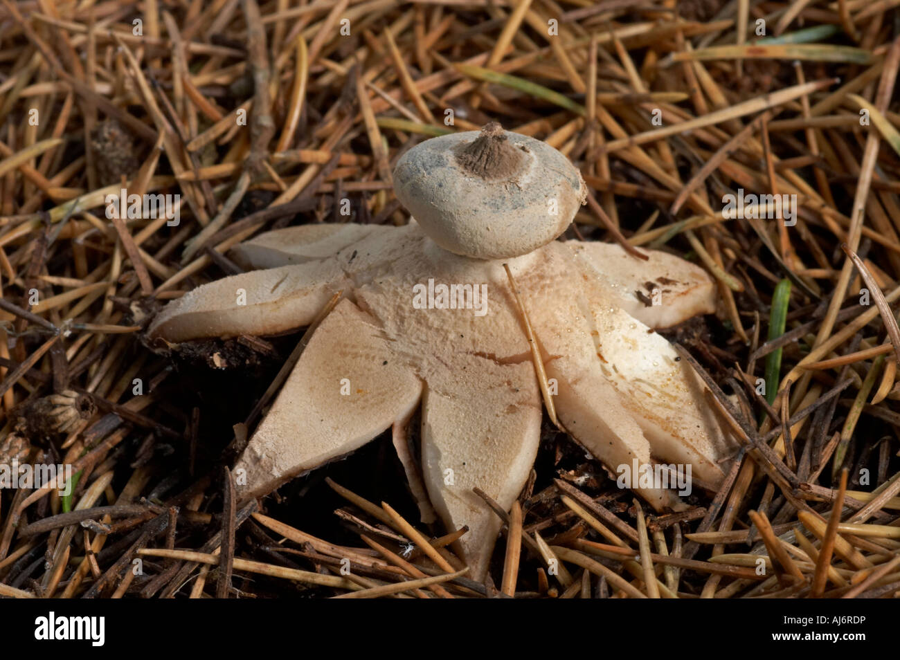Earthstar - Geastrum striatum Stock Photo - Alamy