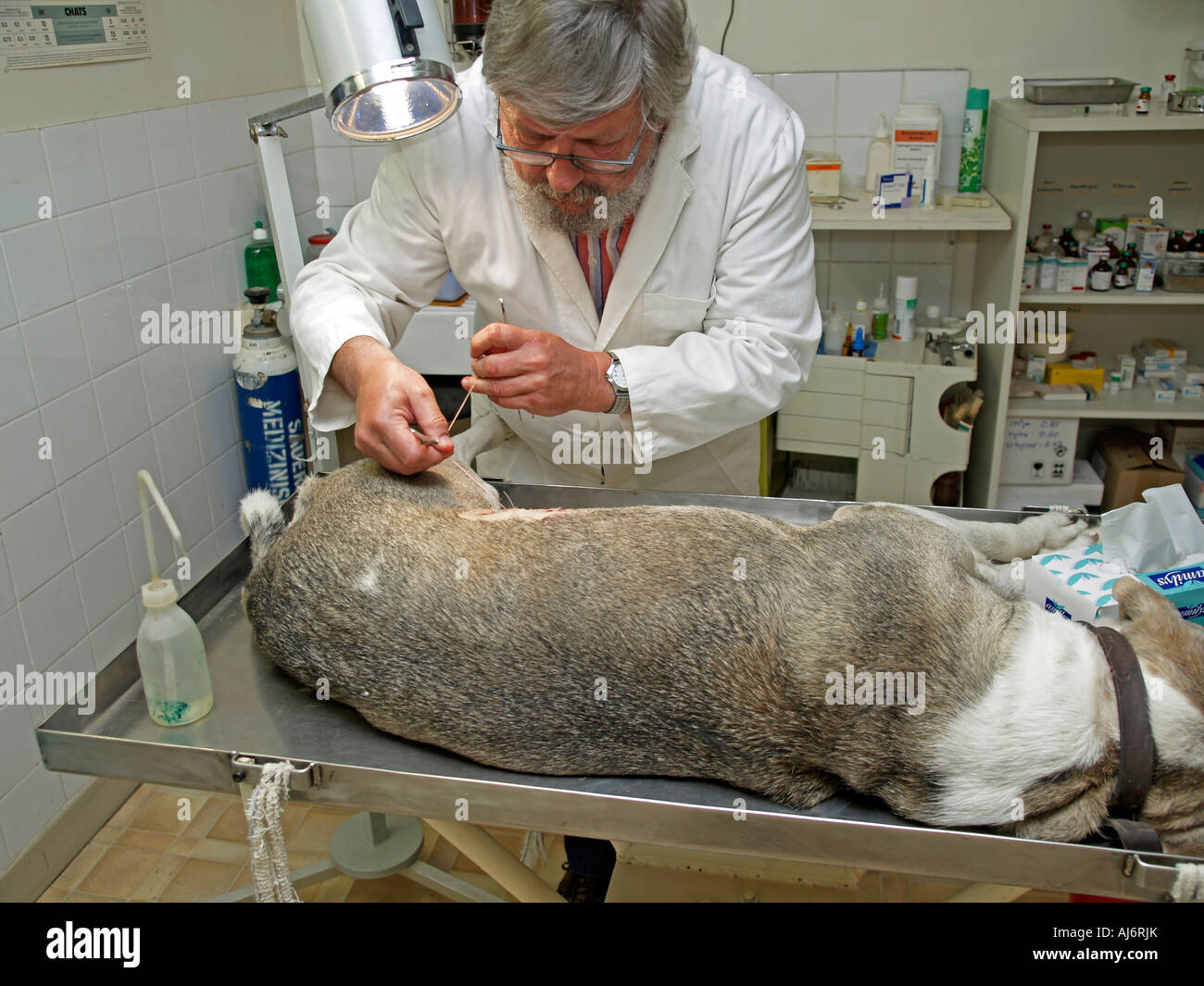 Hurted animal hi-res stock photography and images - Alamy