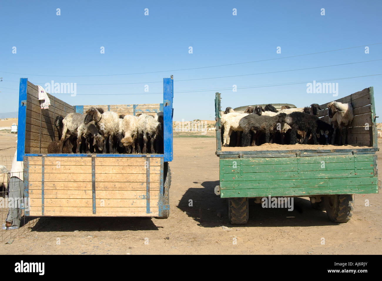 Tolkuchka bazaar, selling sheeps and goats, Ashgabat, Turkmenistan ...