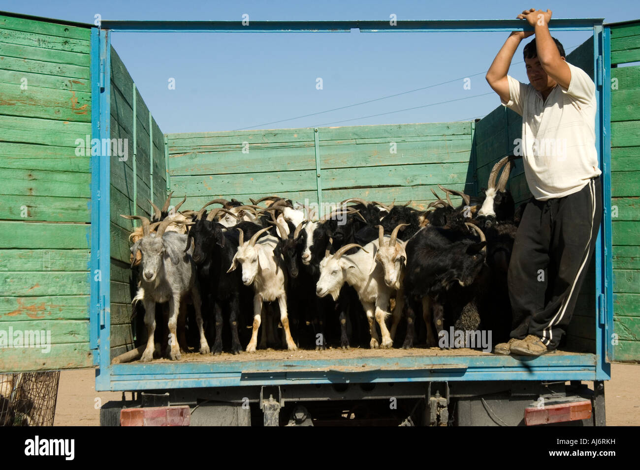 Tolkuchka bazaar, selling sheeps and goats, Ashgabat, Turkmenistan ...