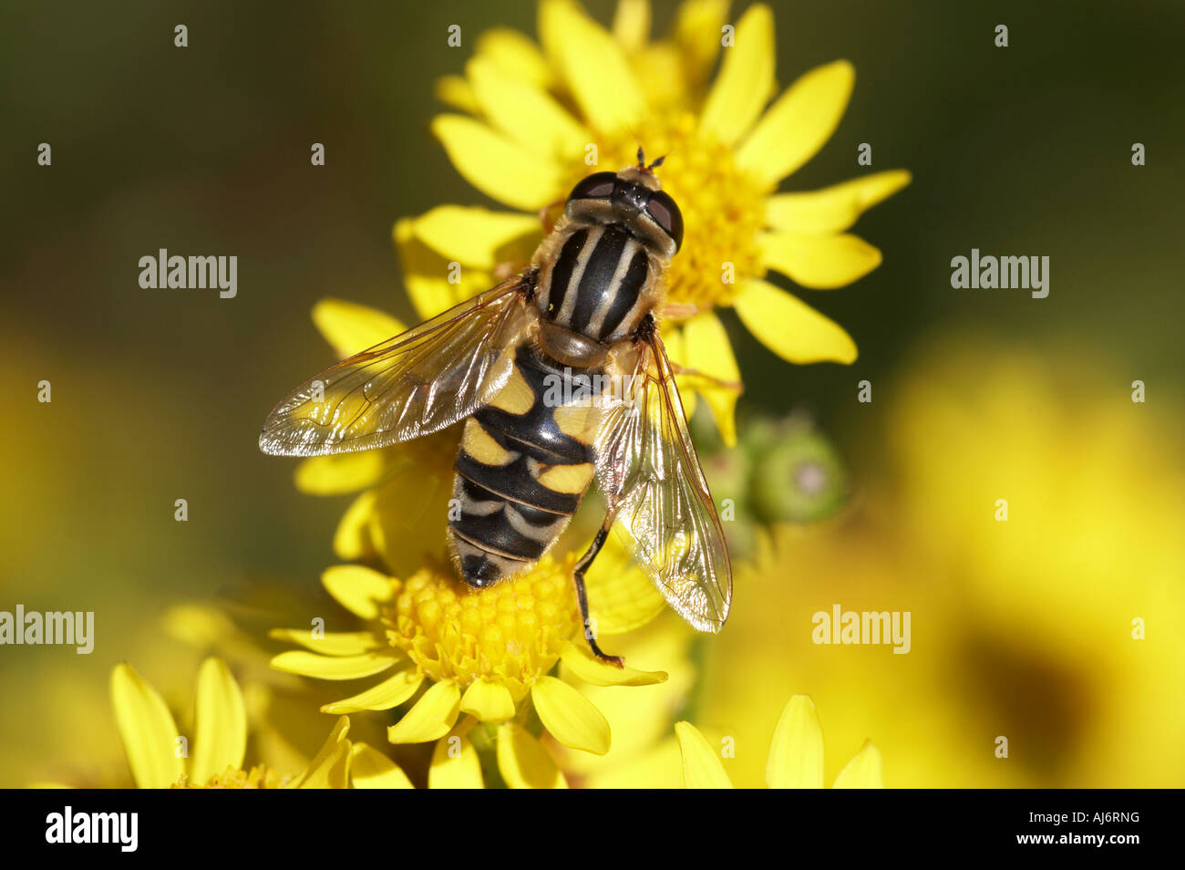Hoverfly - Helophilus trivittatus Stock Photo - Alamy