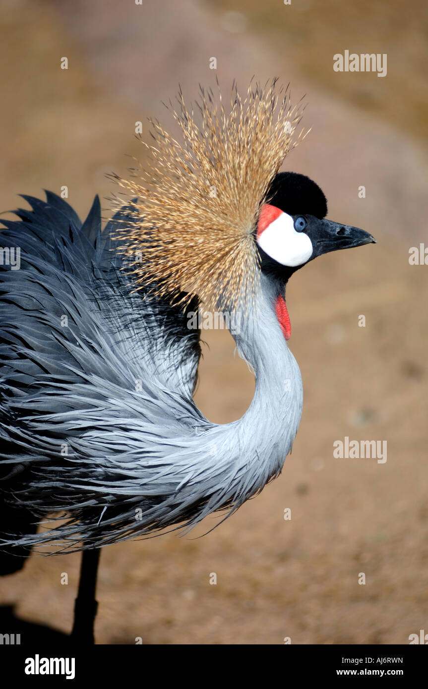 Gray Crowned Crane Stock Photo - Alamy