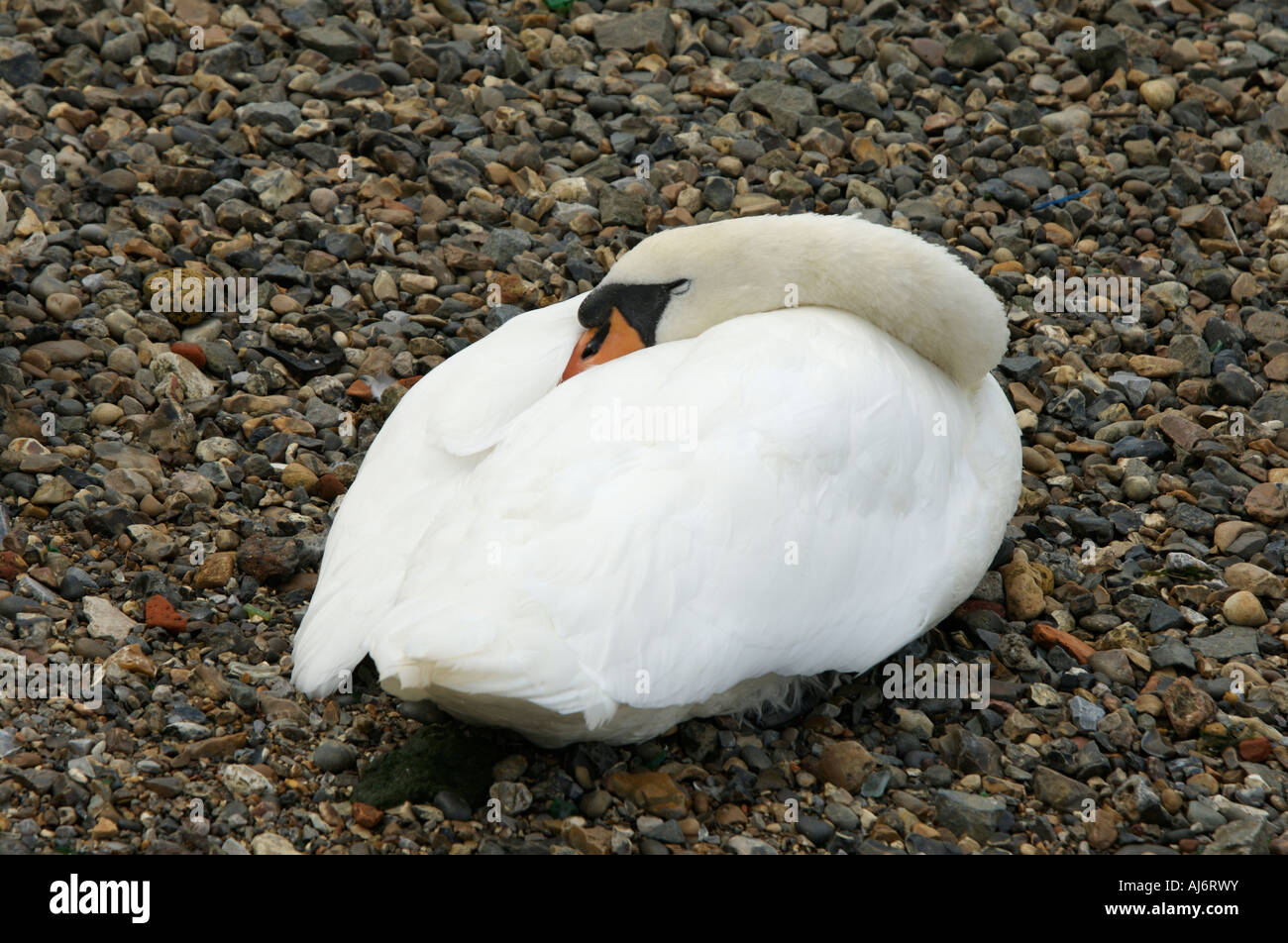 Birdlife on thames hi-res stock photography and images - Alamy