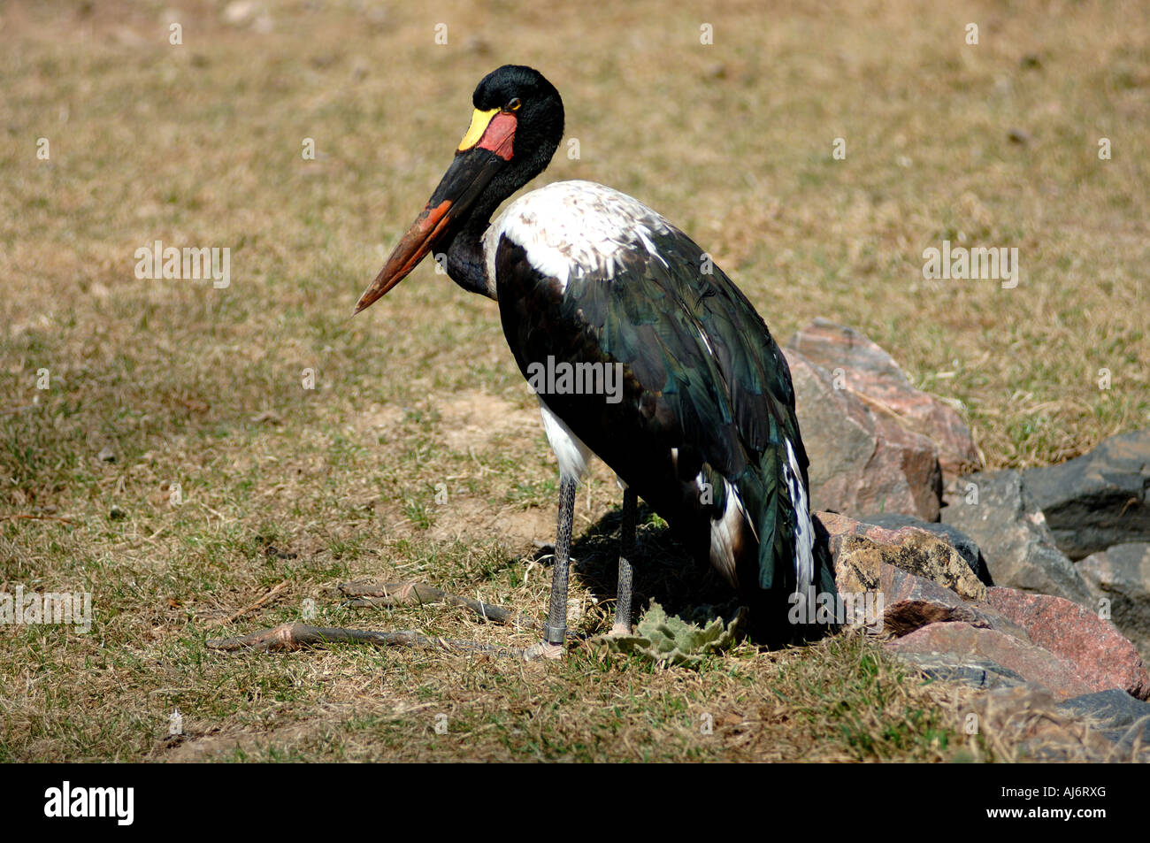 Saddle Billed Stork Stock Photo - Alamy