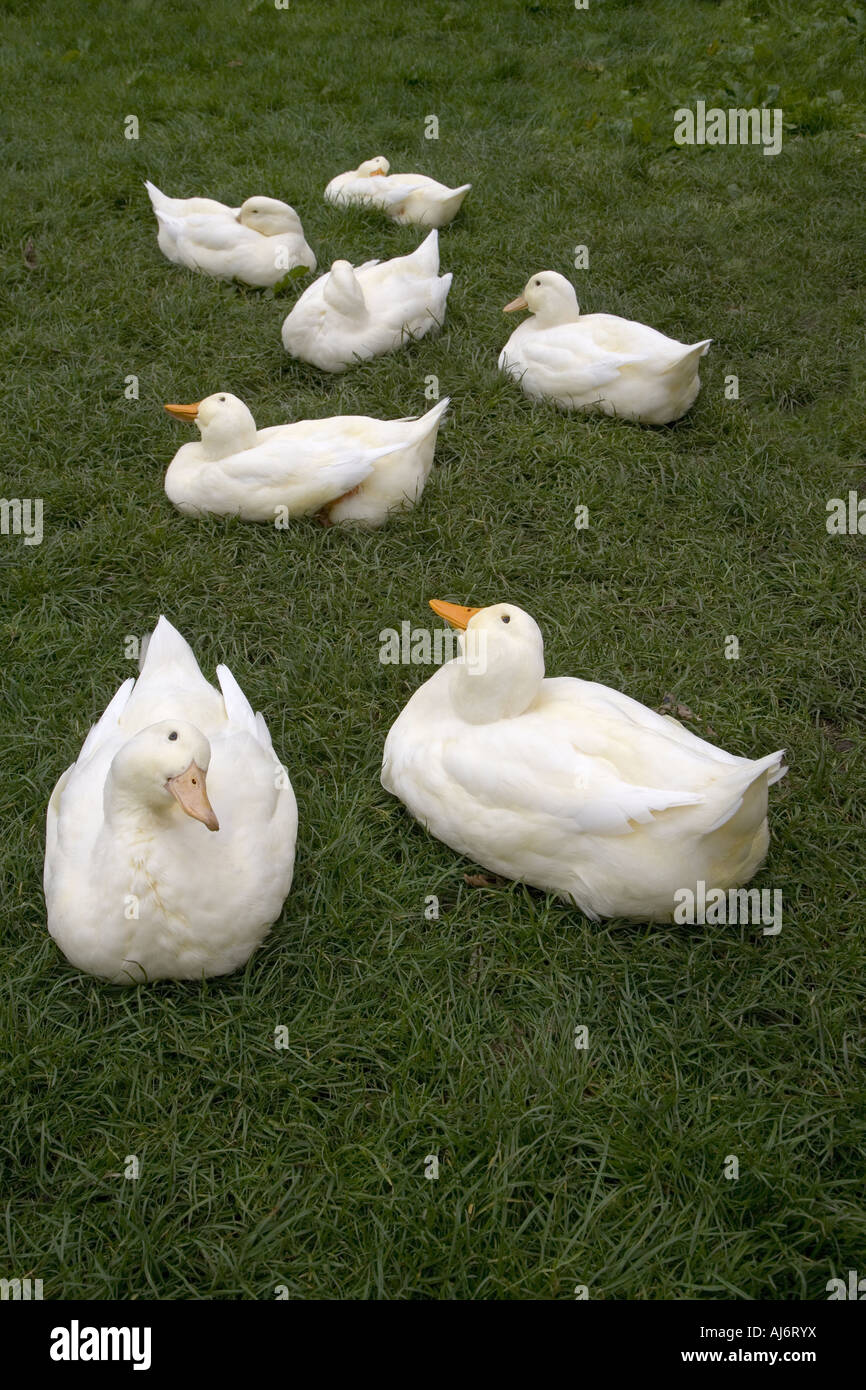 Ducks are resting hi-res stock photography and images - Alamy