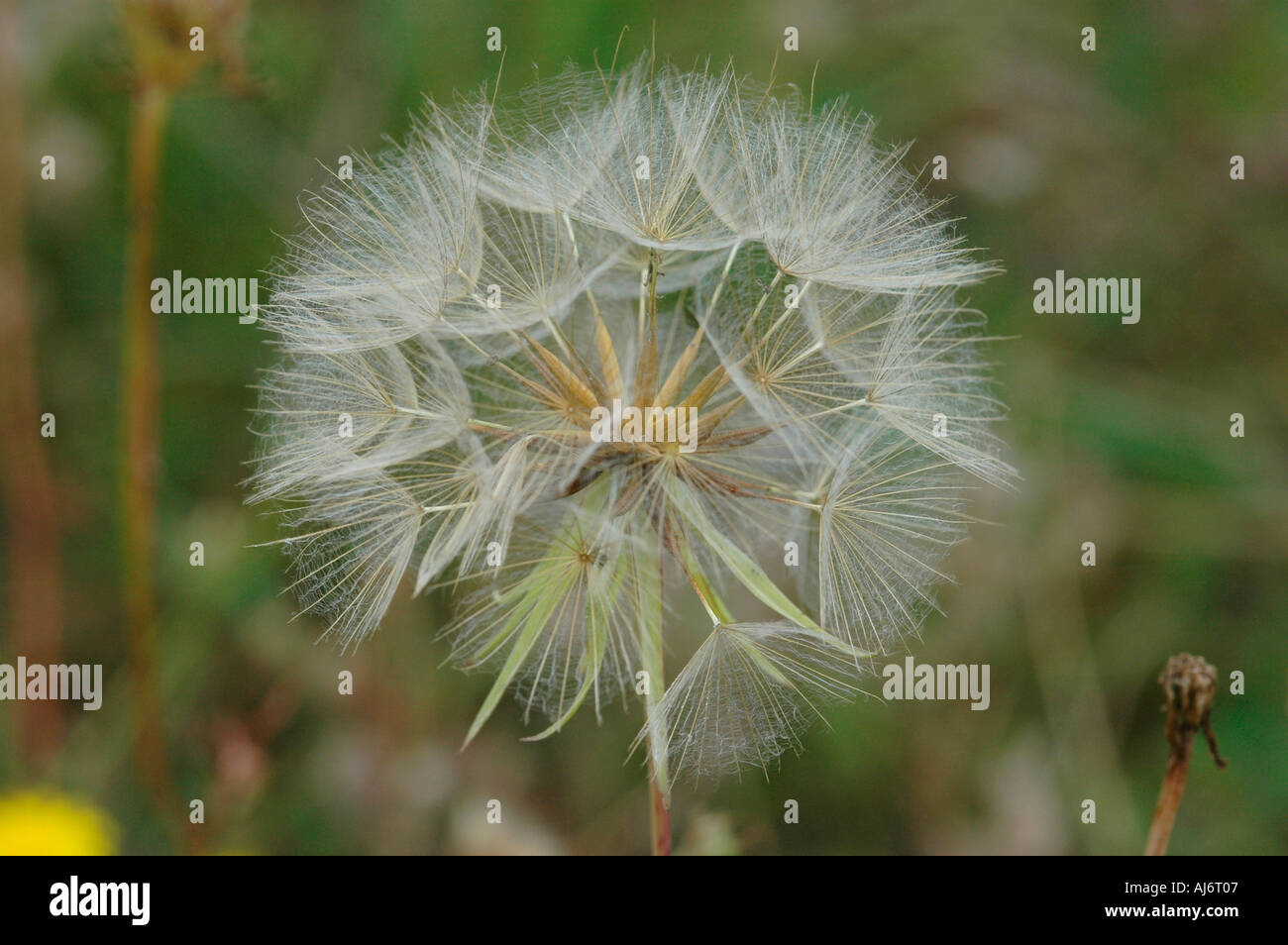 Seed head of Goats beard Stock Photo - Alamy