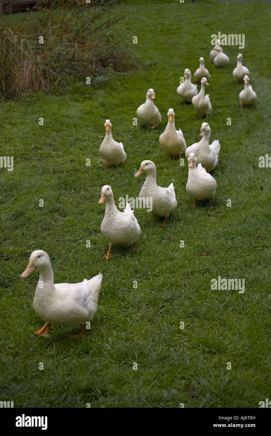 Aylesbury Ducks following Leader Stock Photo - Alamy