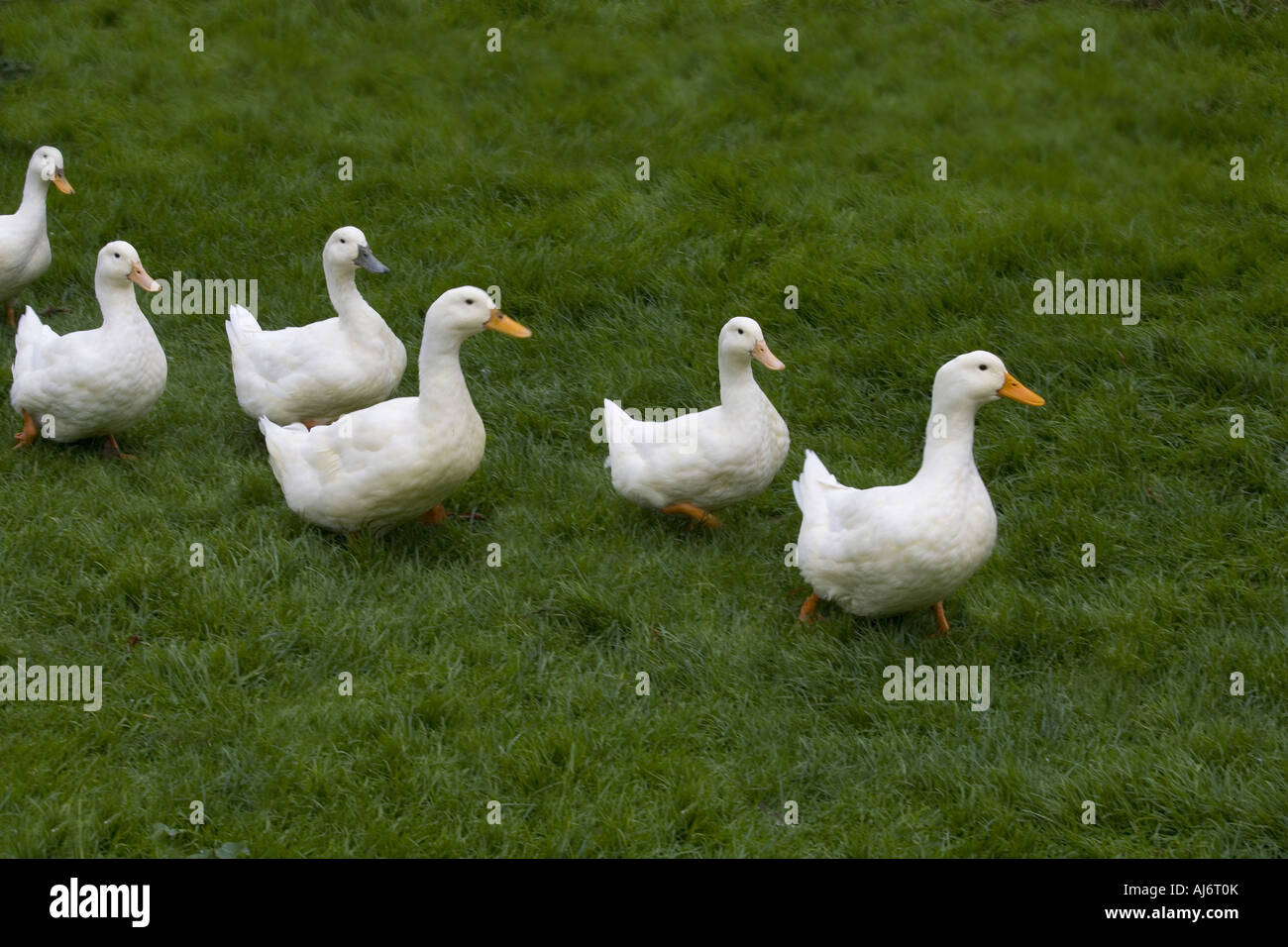 Aylesbury Ducks following Leader Stock Photo - Alamy