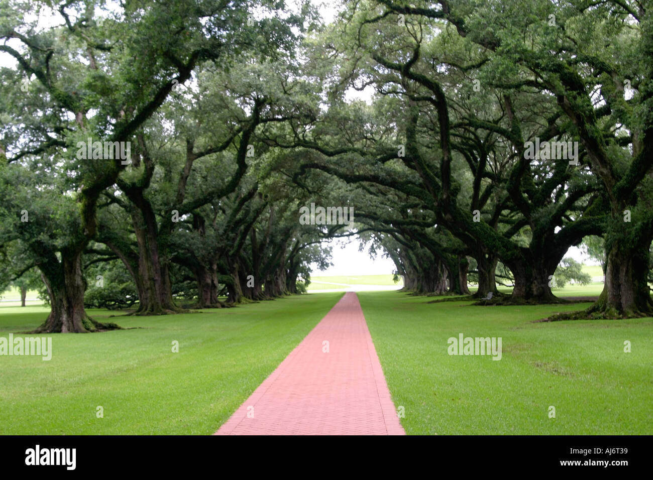 Pathway lined with oak trees Stock Photo - Alamy