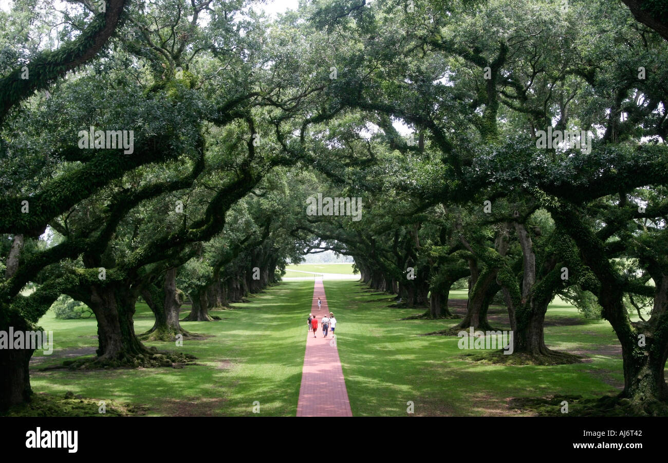Pathway lined with oak trees Stock Photo - Alamy