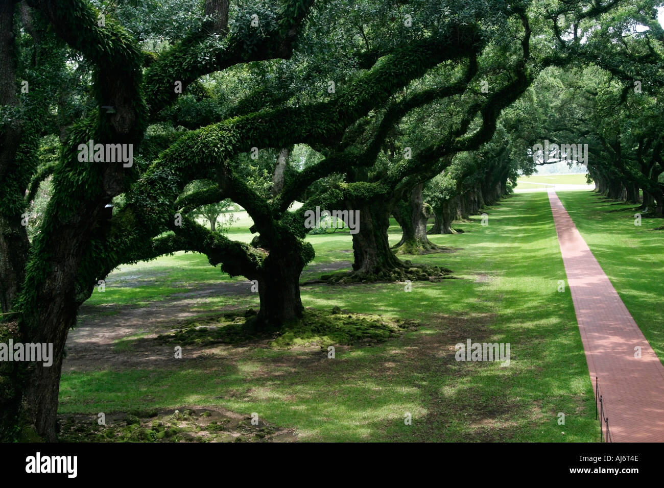 Pathway lined with oak trees Stock Photo - Alamy