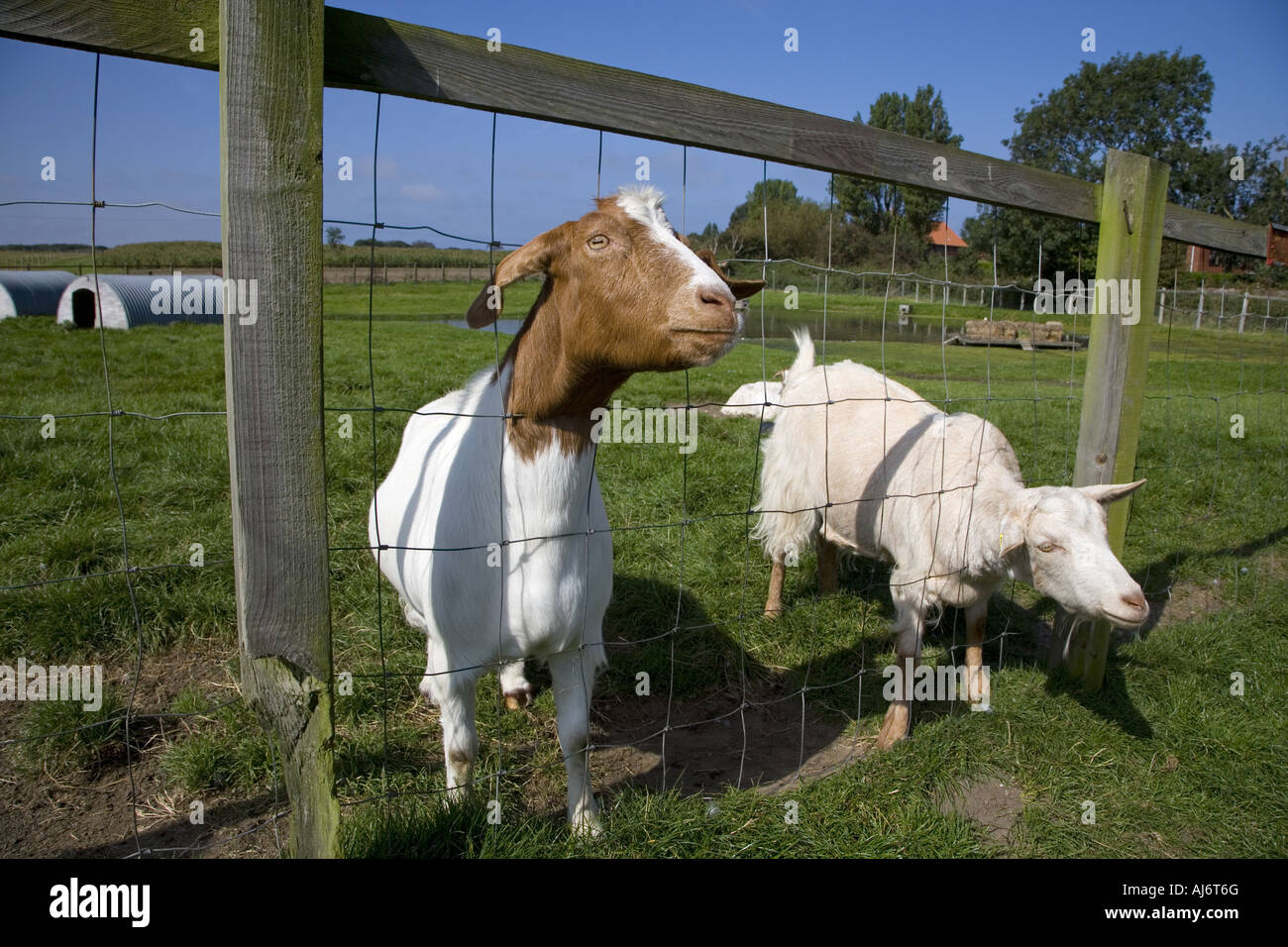 Two Goats waiting for a Feed in paddock Stock Photo - Alamy