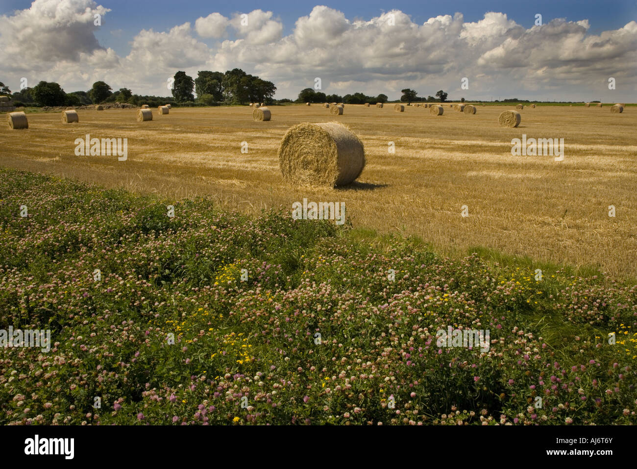 Clover and wildflowers on headland and harvested field round straw ...