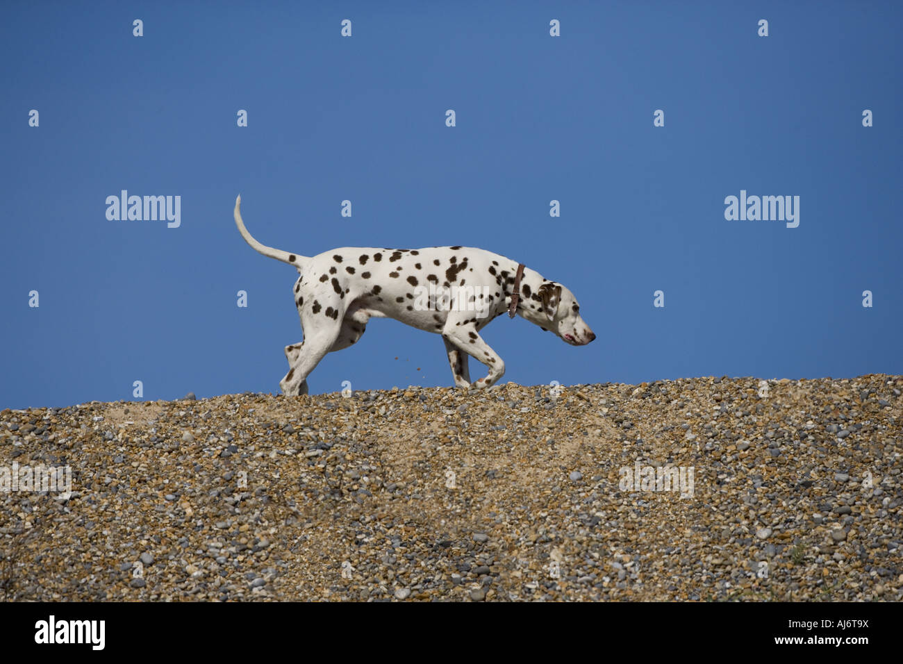 Walking dalmation on beach hi-res stock photography and images - Alamy