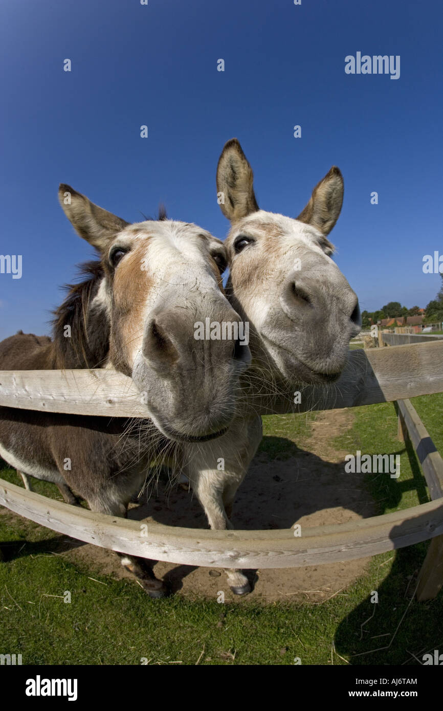 Donkeys looking over farm fence on Norfolk Farm Stock Photo - Alamy