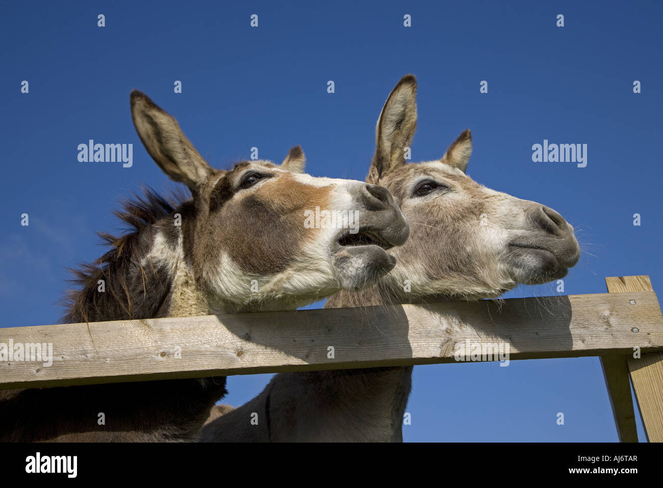 Donkeys looking over farm fence on Norfolk Farm Stock Photo - Alamy
