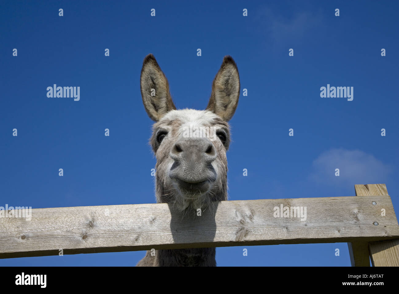 Donkey looking over fence hi-res stock photography and images - Alamy