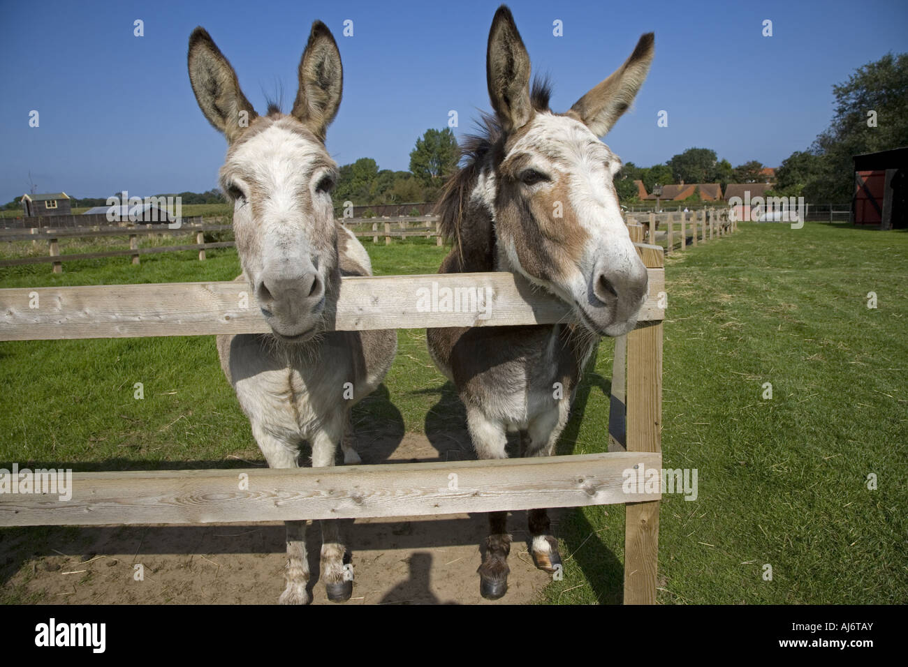 Two donkeys farm hi-res stock photography and images - Alamy