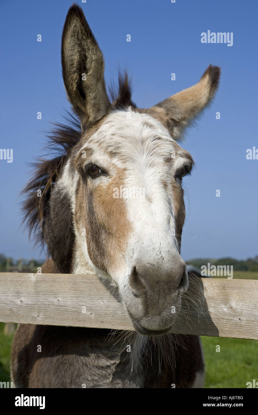 Donkey looking over farm fence on Norfolk Farm Stock Photo - Alamy