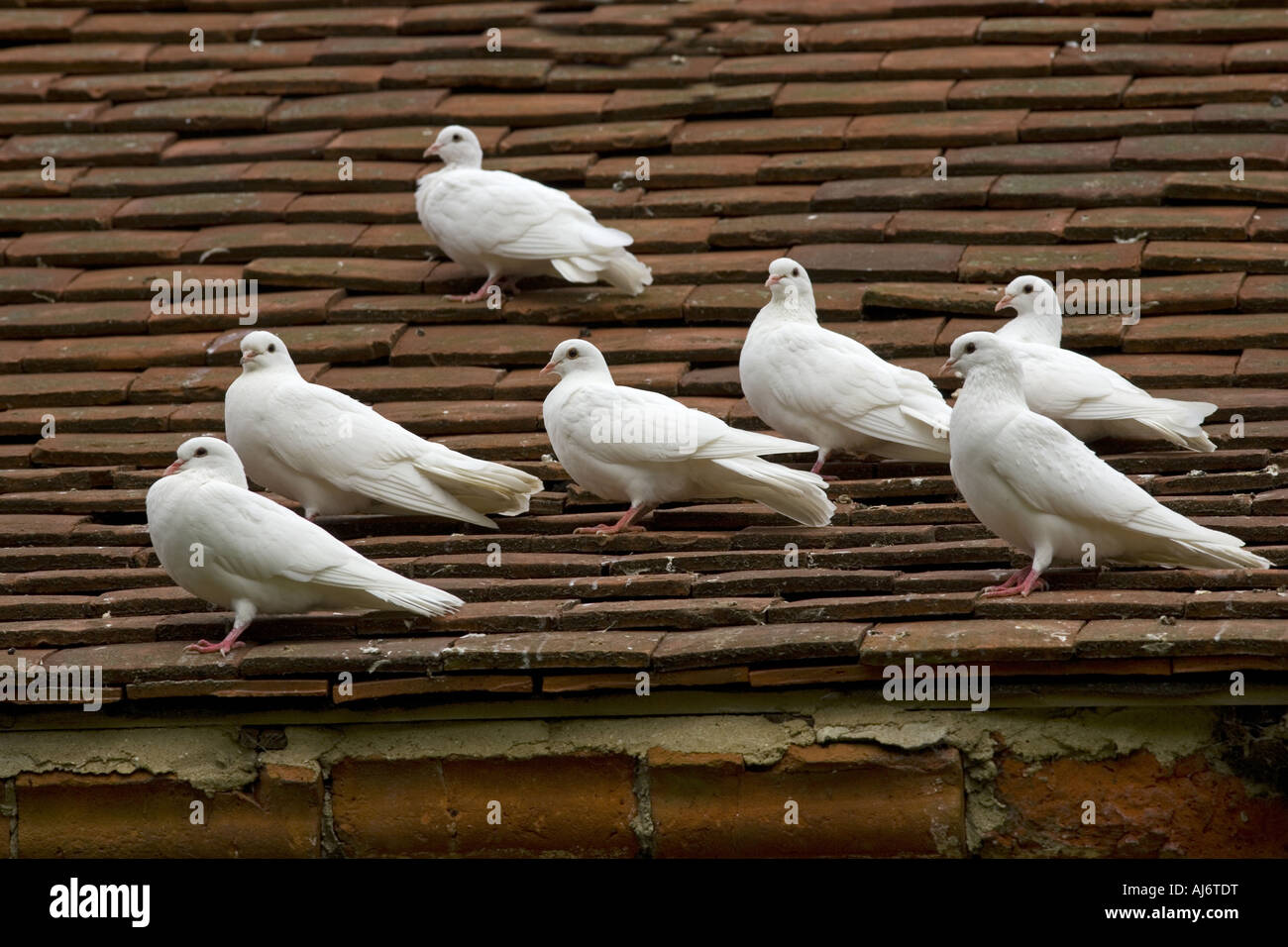 White Doves or Fan-Tailed Pigeons in an historic Dovecote Stock Photo ...