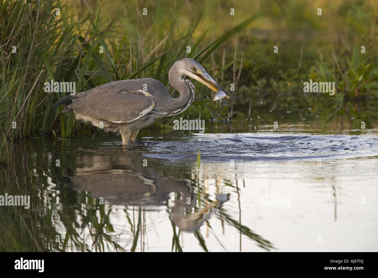 Freshwater Fish Eating Birds