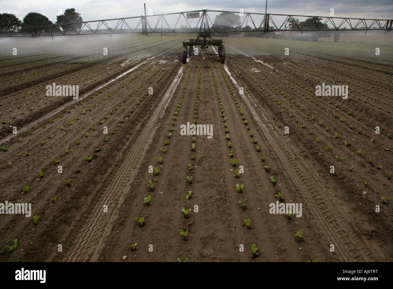 Irrigating cabbage Plants Stock Photo - Alamy