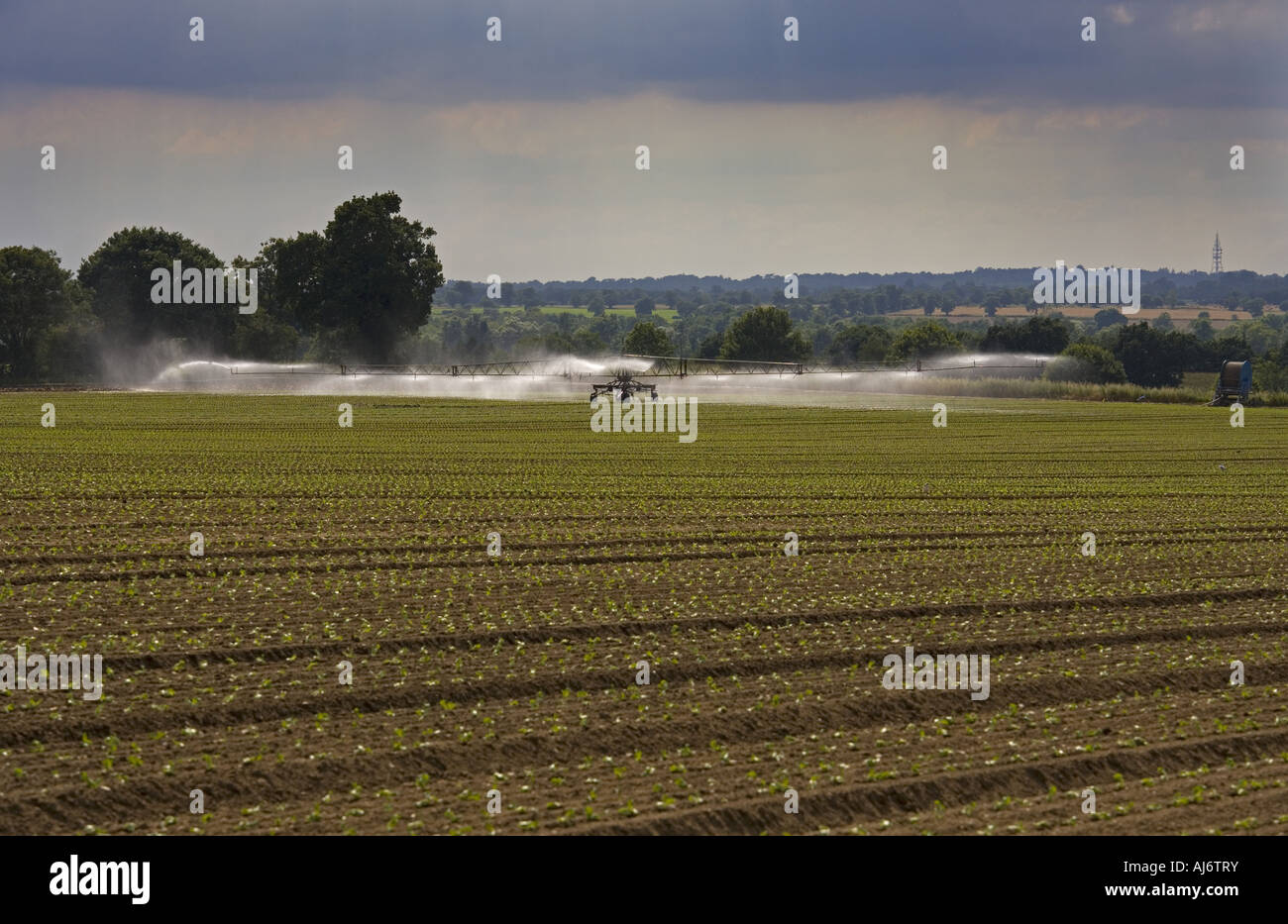 Irrigating cabbage Plants Norfolk UK Stock Photo - Alamy