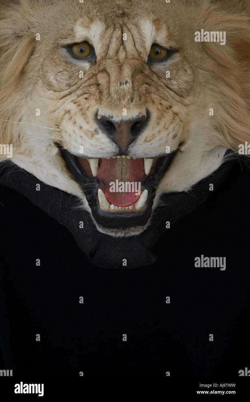 The preserved head of a female lion turned into a hunting throphy a ...