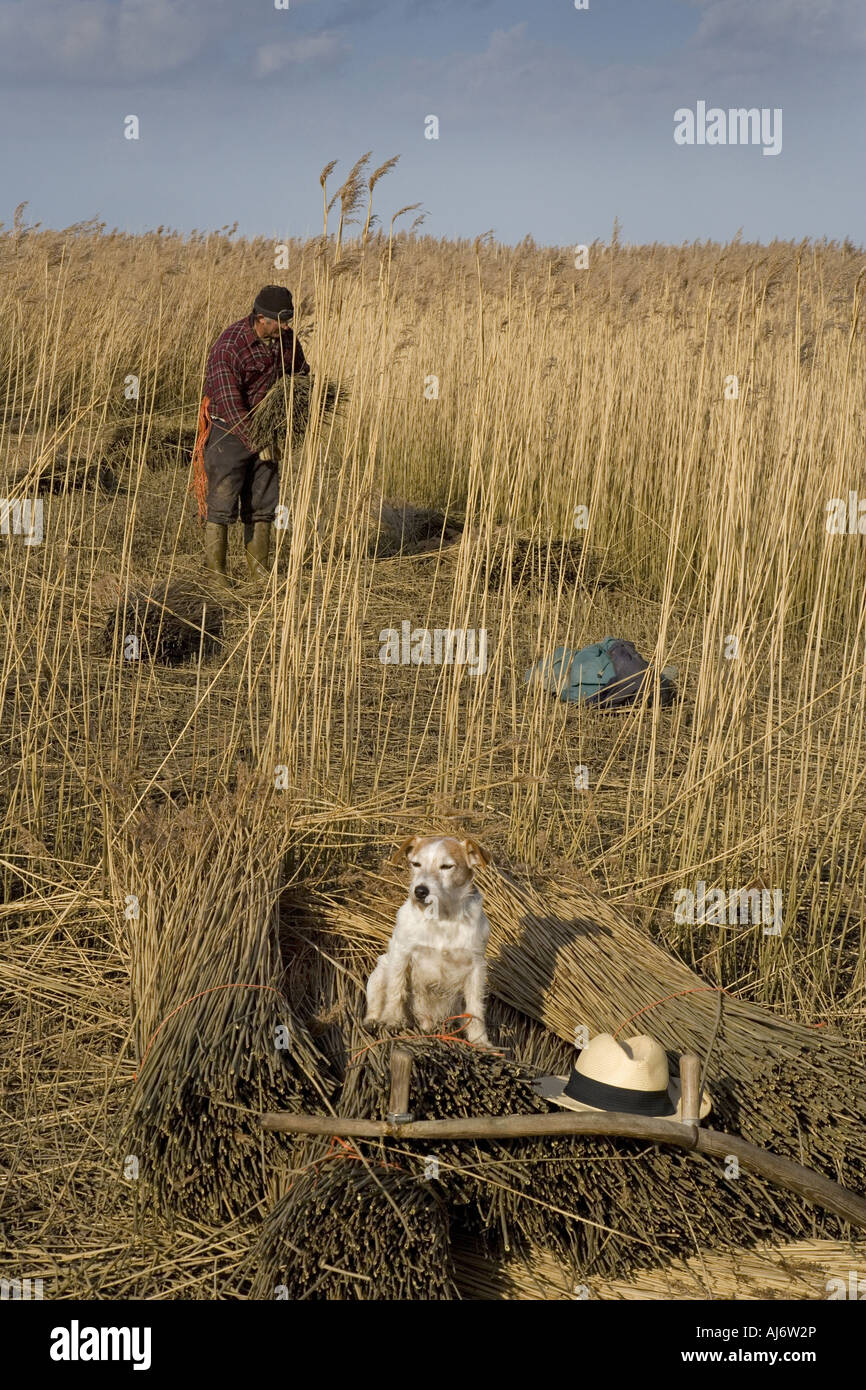 Reed Cutters Dog Cley Norfolk February Stock Photo - Alamy