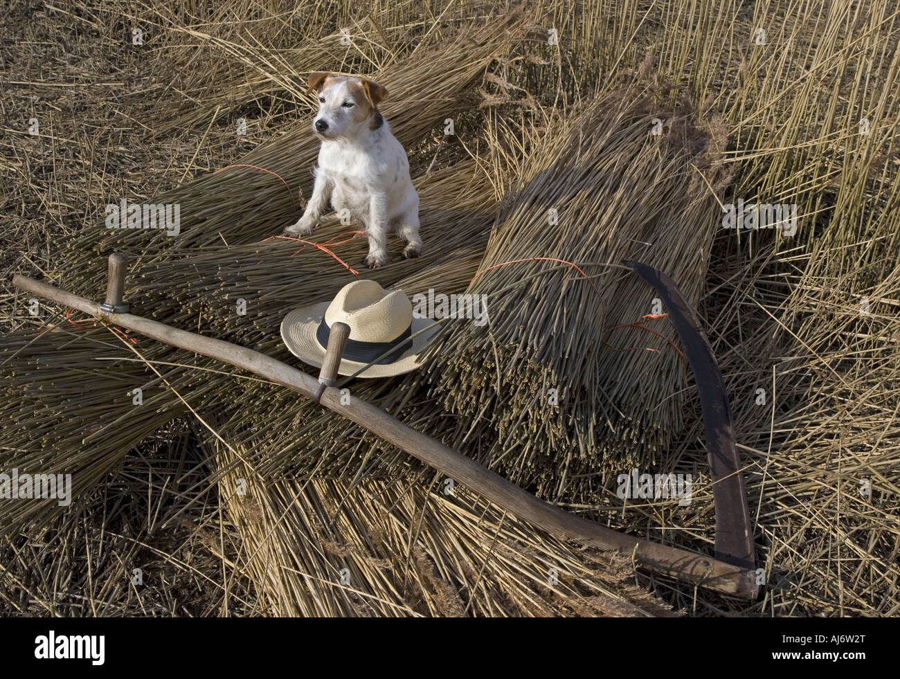 Reed Cutters Dog Cley Norfolk February Stock Photo - Alamy